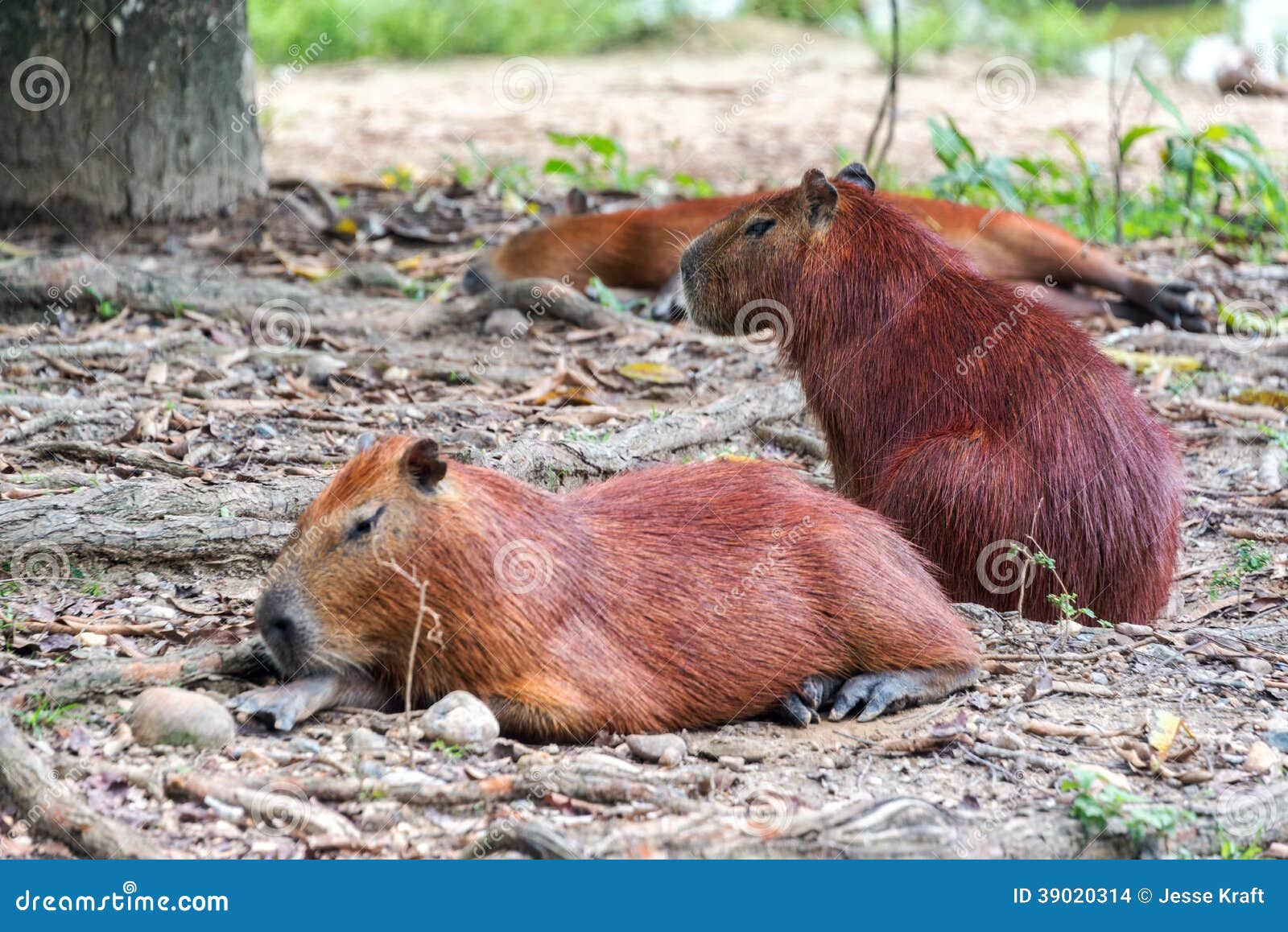 Three Capybaras stock photo. Image of green, hydrochoerus - 39020314