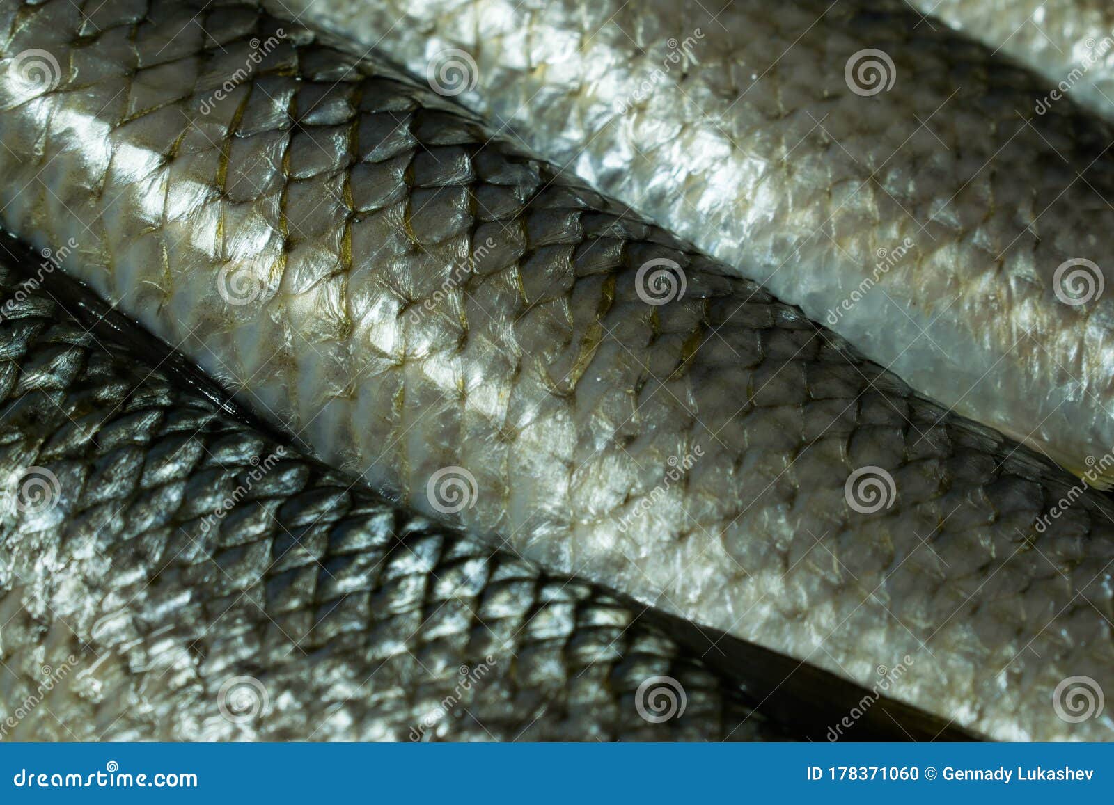 Three Carcasses of Fish Diagonally with Silver Scales Stock Photo ...