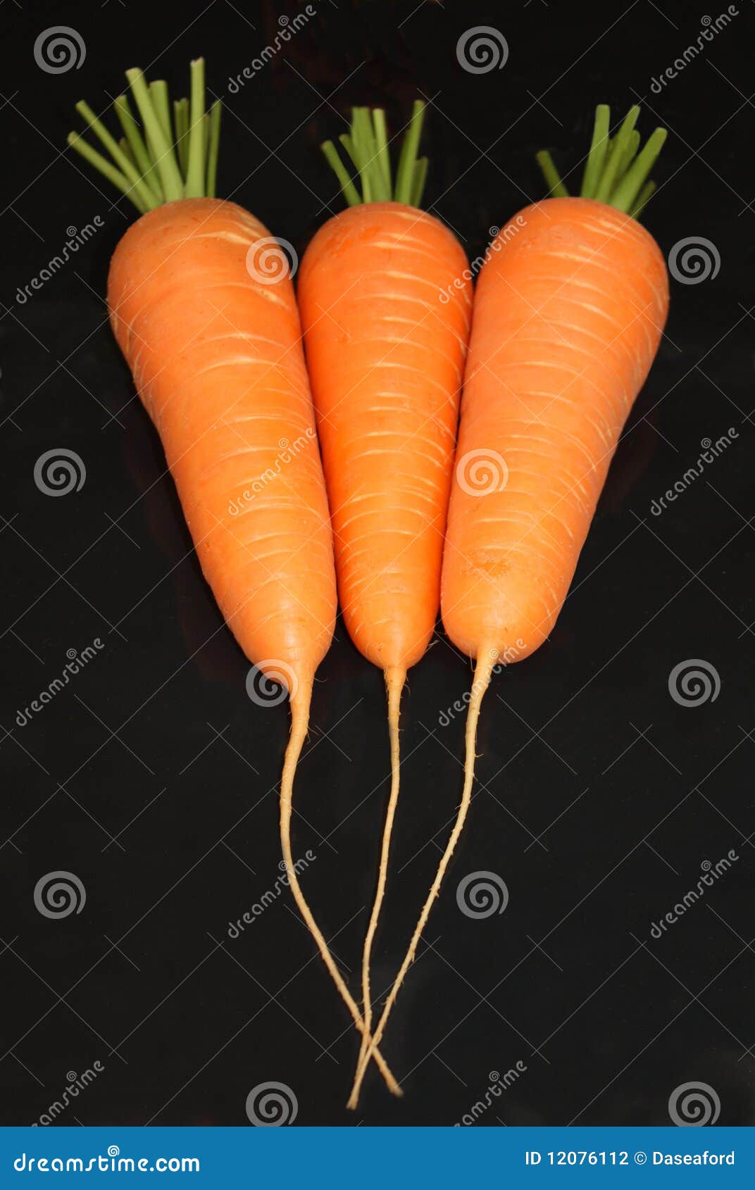 Three Carrots stock photo. Image of carrots, exhibition - 12076112