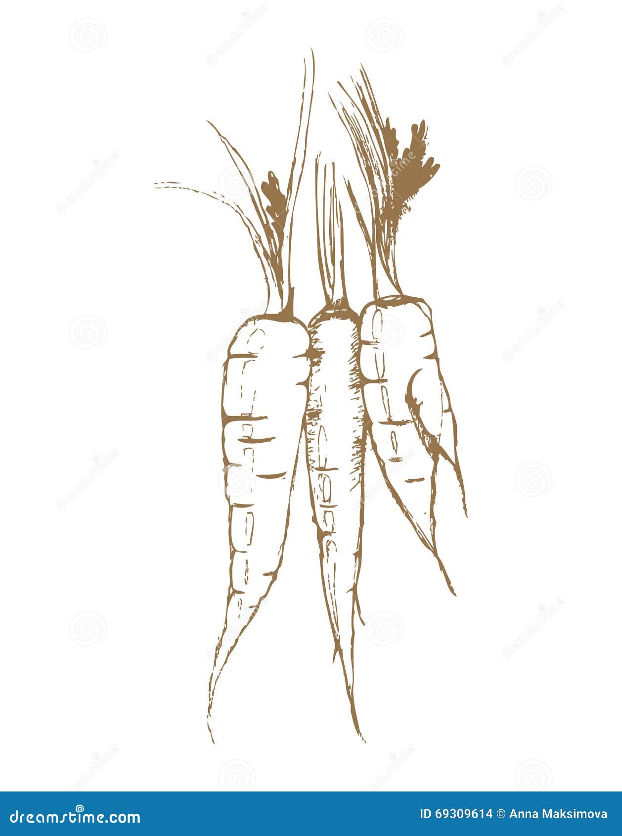 Three carrots stock vector. Illustration of eating, graphic - 69309614