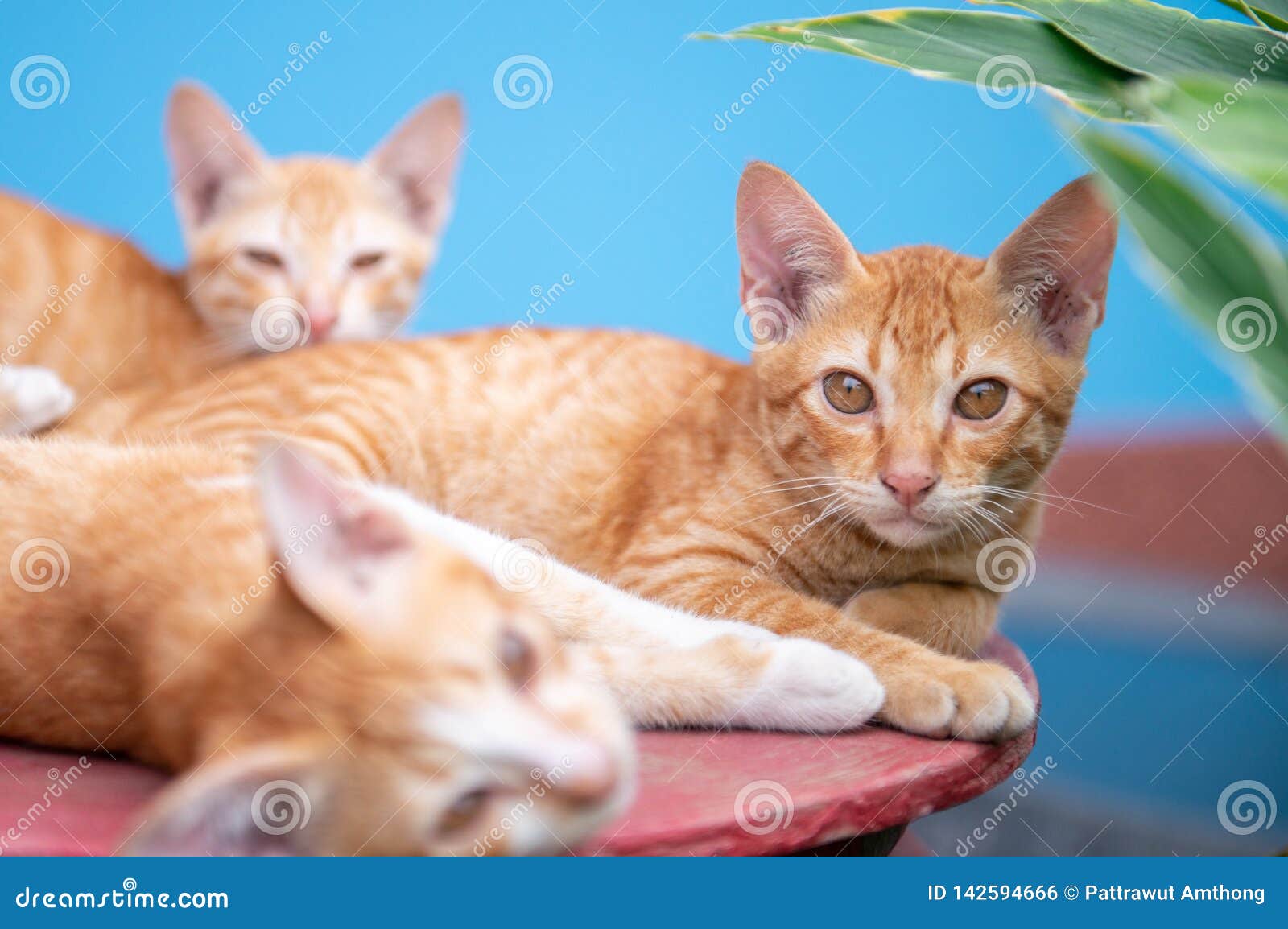Three Cat on a Blue Background Stock Photo - Image of breed, animal ...
