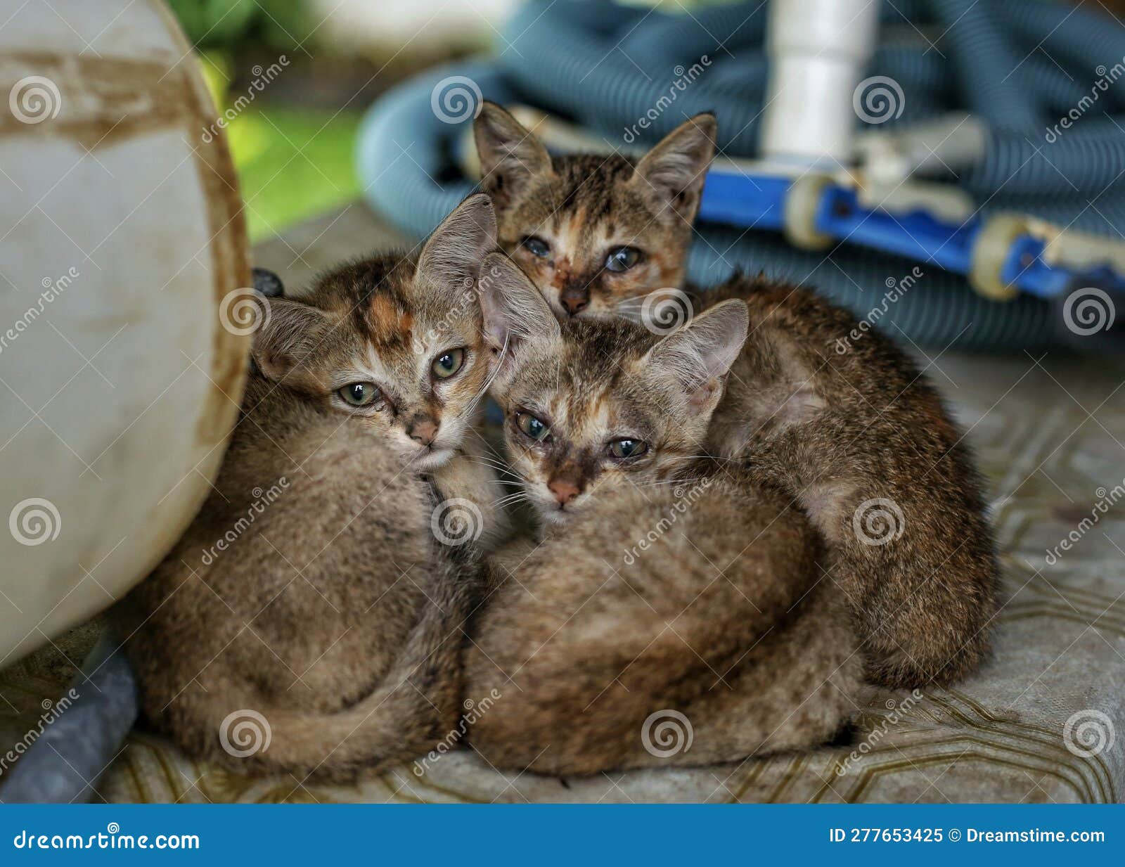Three Cat Brothers Together Stock Image - Image of three, animal: 277653425