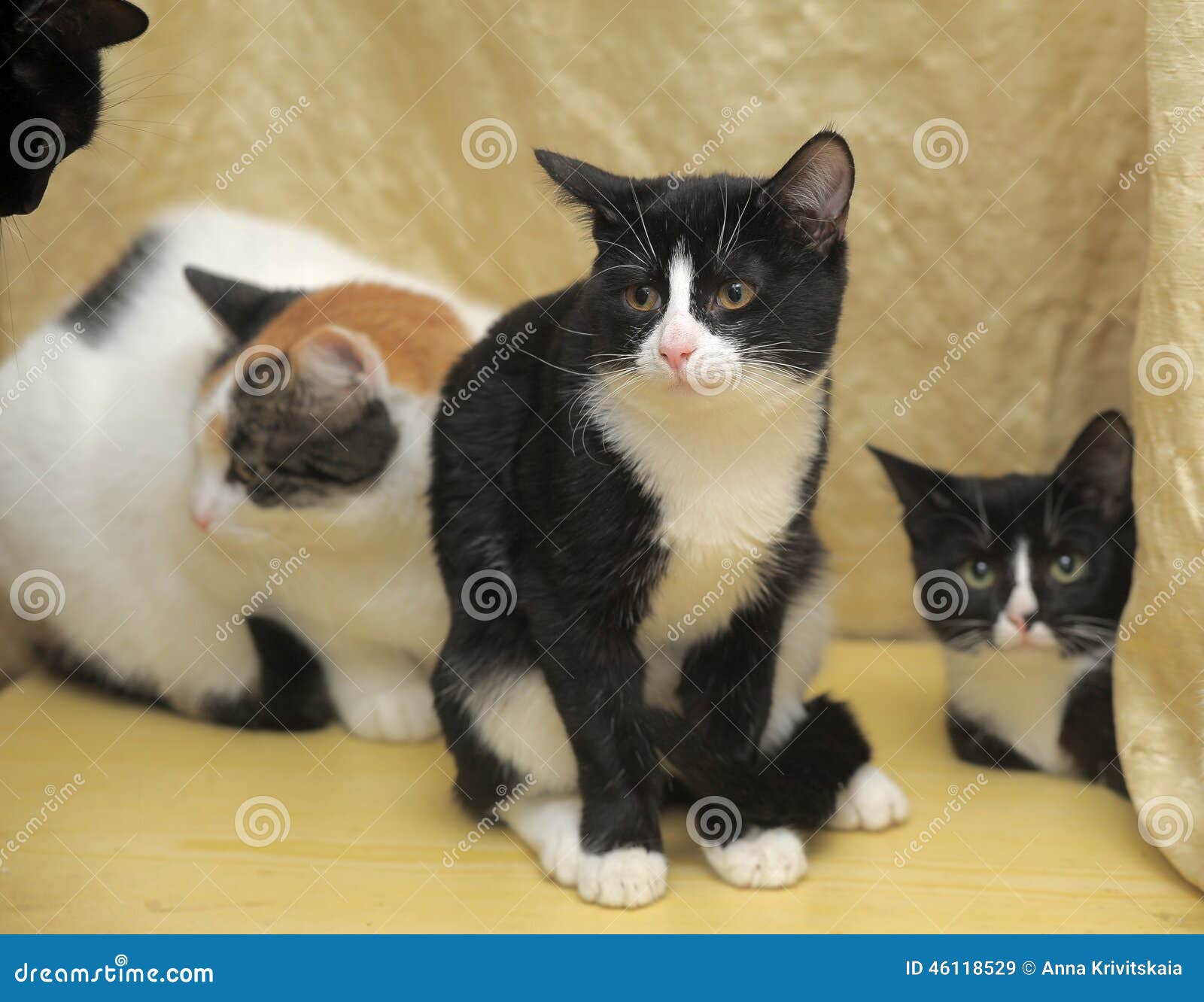 Three cat stock image. Image of cute, adorable, abandoned - 46118529