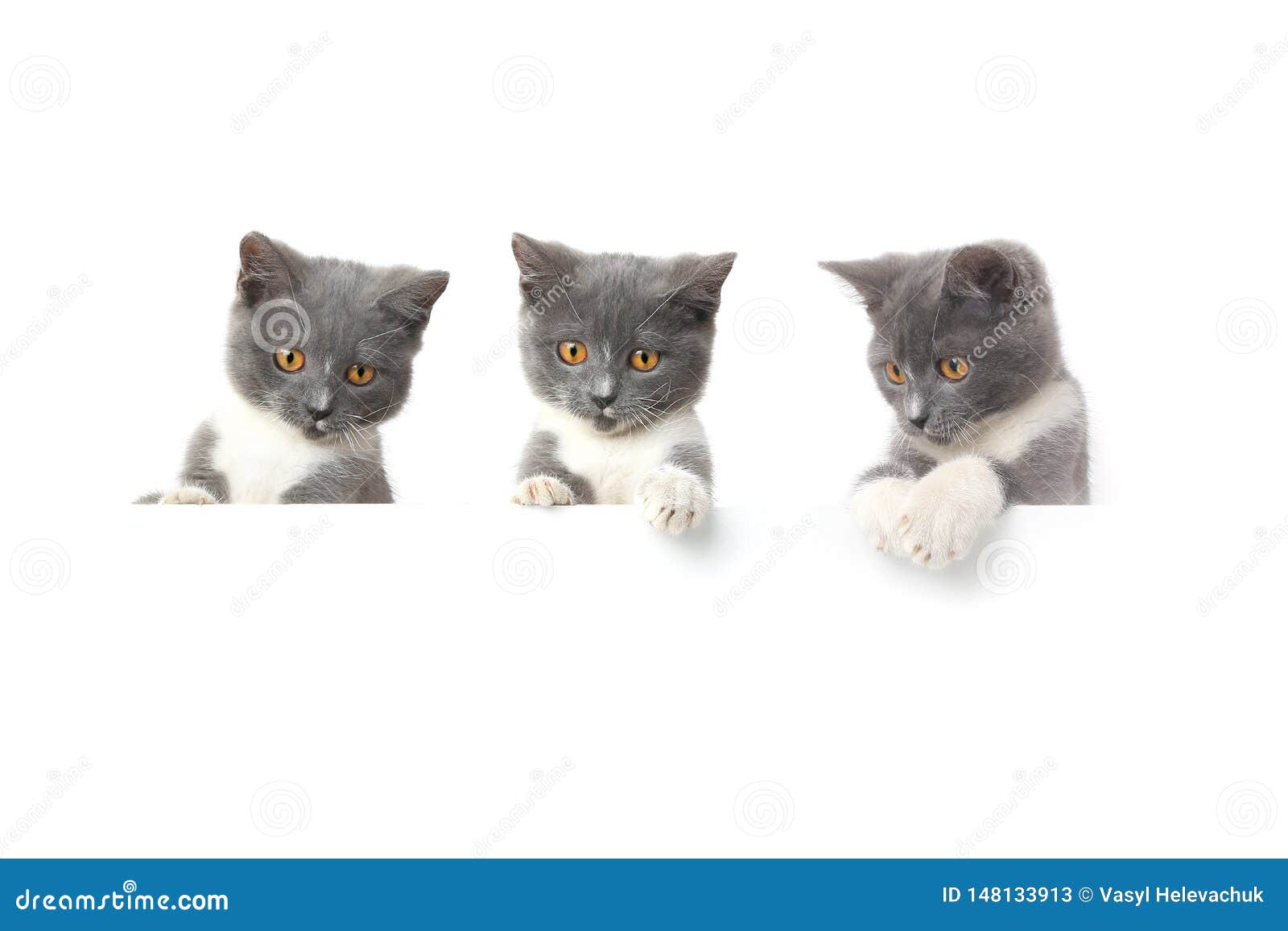 Three Cat Isolated on White Background Stock Image - Image of closeup ...