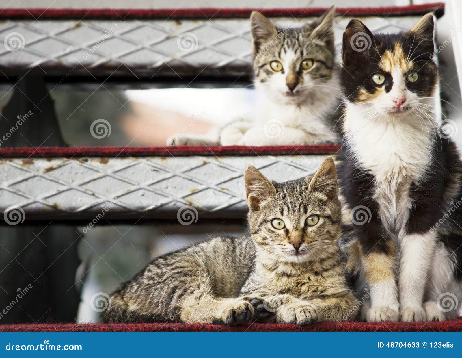 Three Cat stock image. Image of outdoor, friendship, beautiful - 48704633
