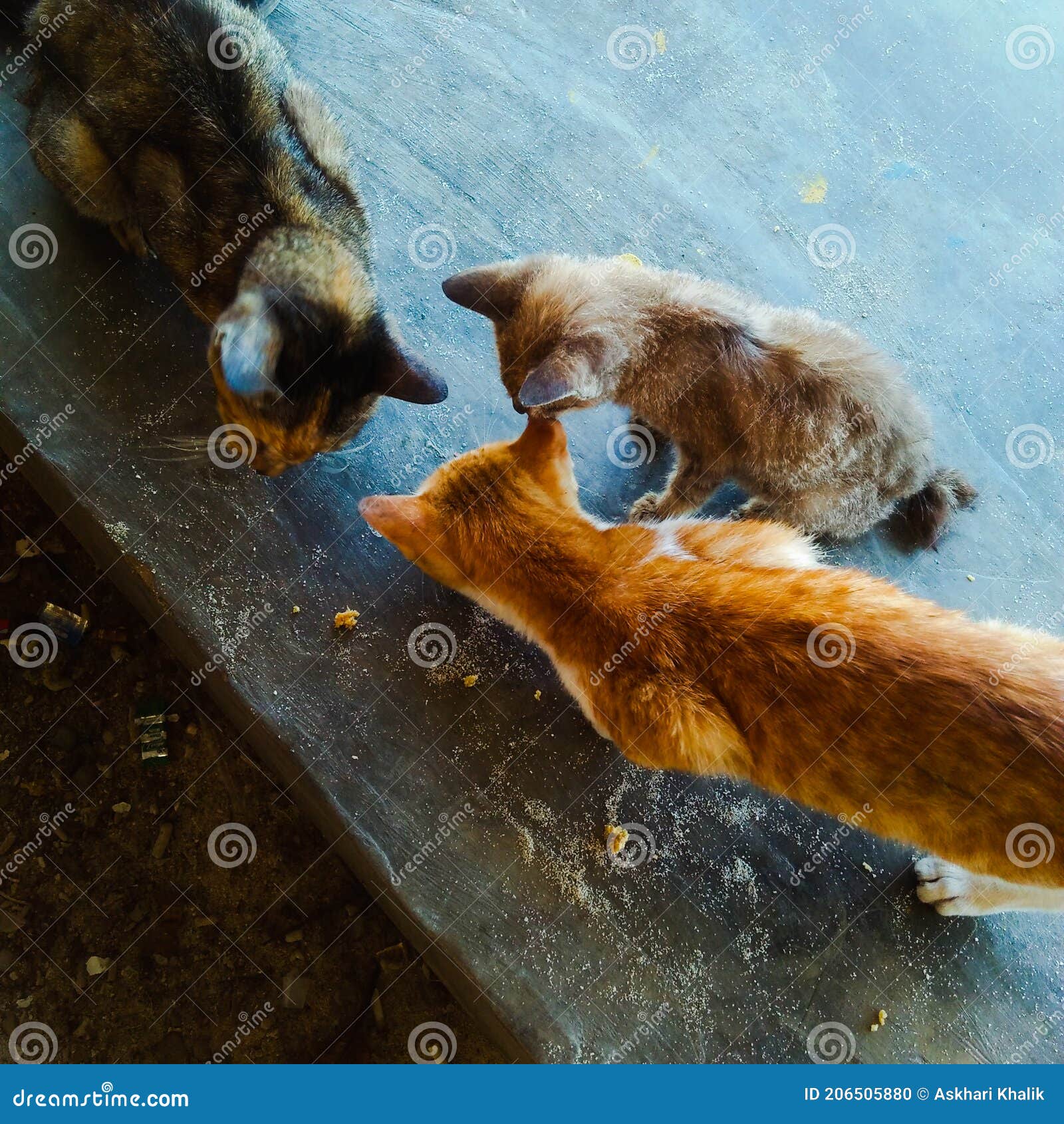 Three cat sharing the food stock photo. Image of yellow - 206505880