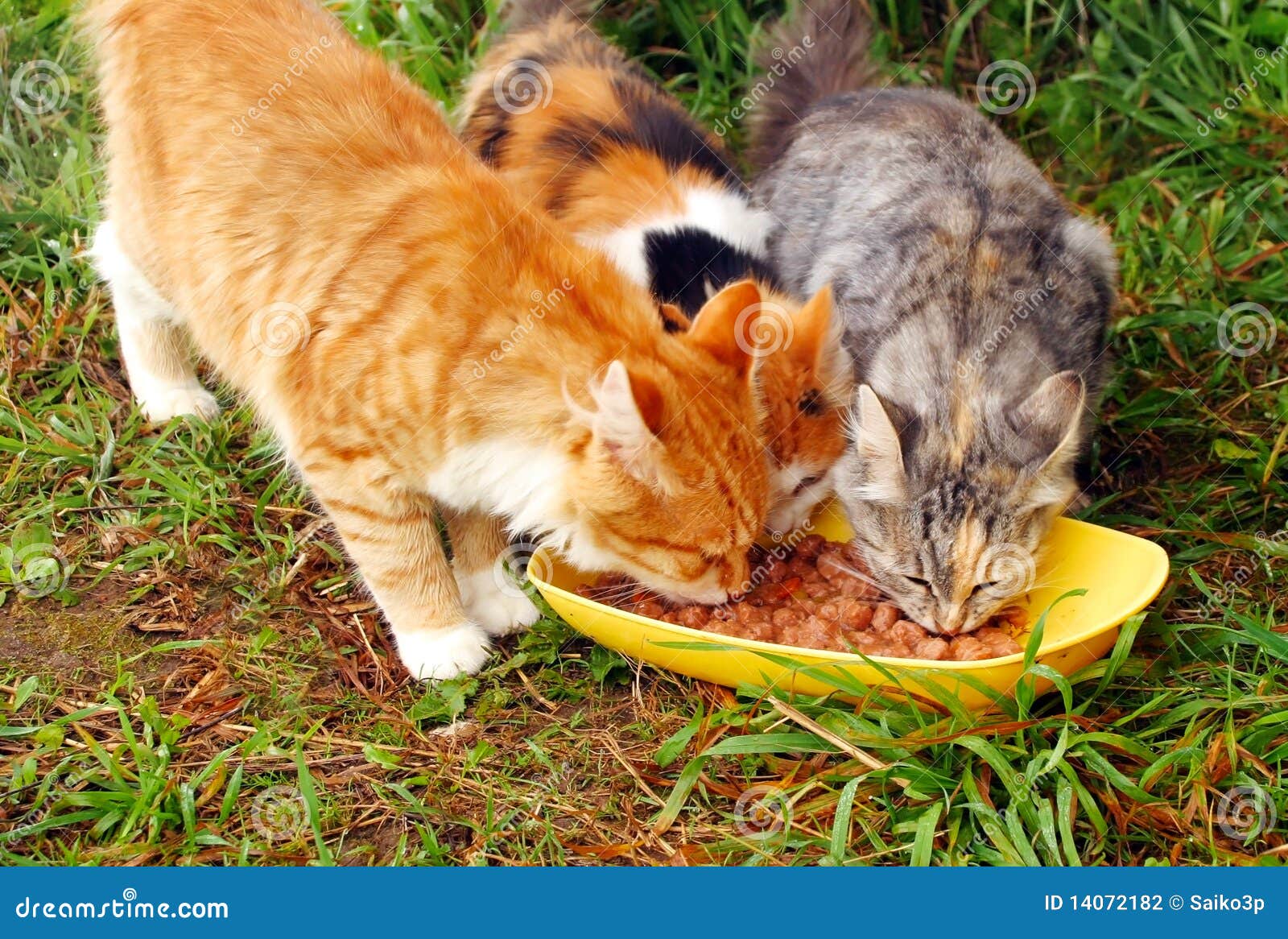 Three cats stock photo. Image of nutrition, nourishment - 14072182