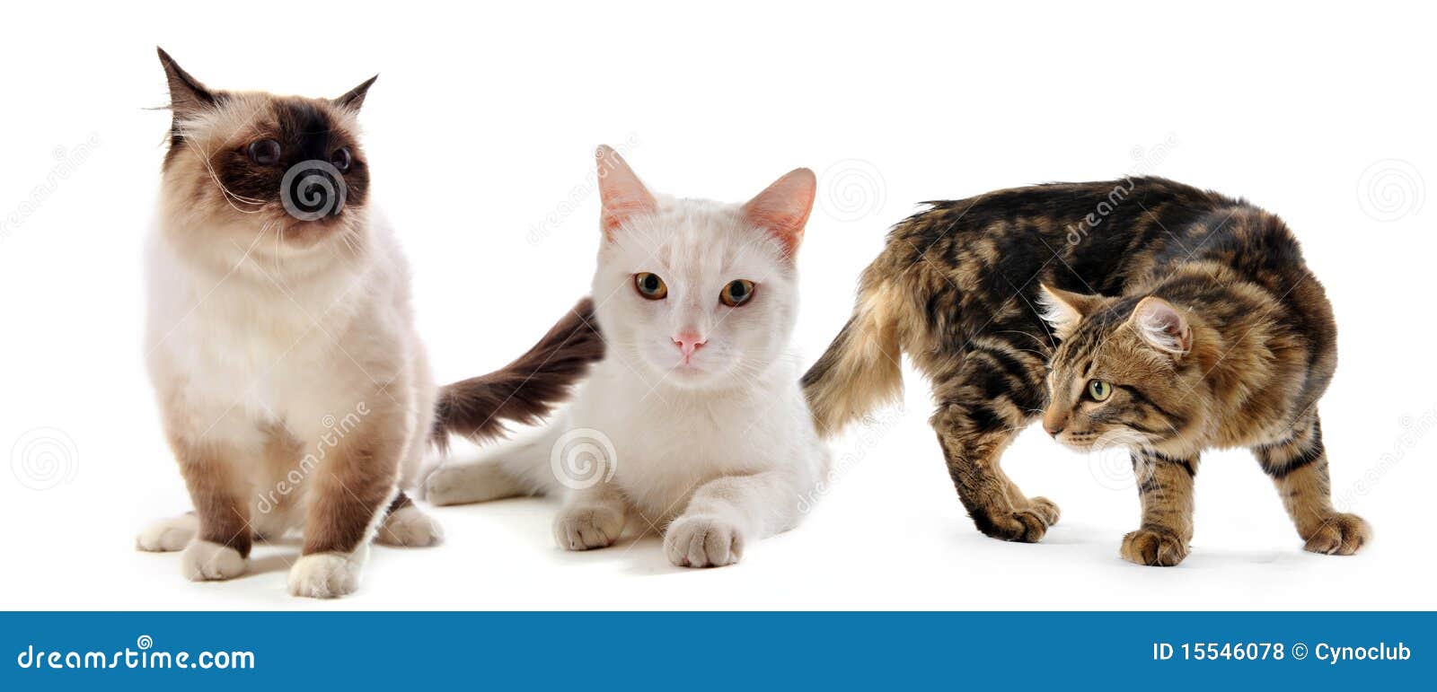 Three cats stock photo. Image of animal, studio, purebred - 15546078