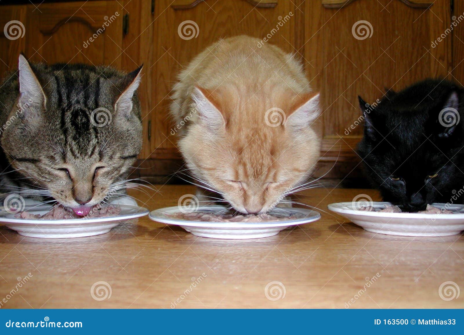 Three cats stock photo. Image of orange, gorging, animal - 163500