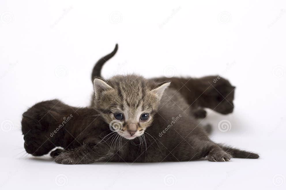 Three cats stock image. Image of estimate, savage, mailed - 2333975