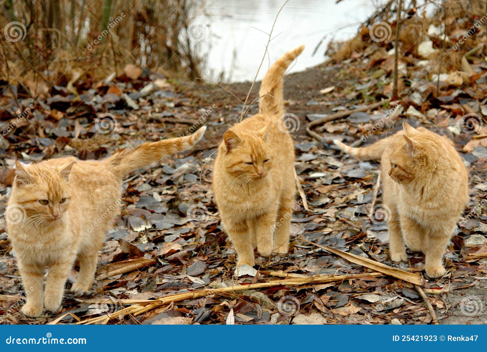 Three cats stock image. Image of reed, relatives, cats - 25421923