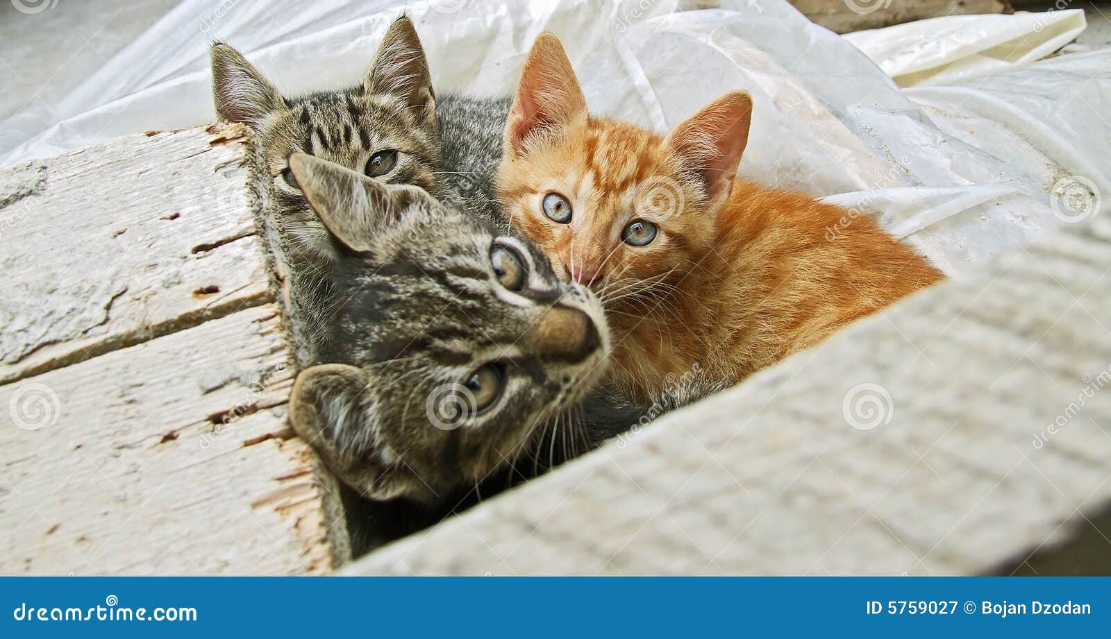 Three cats stock image. Image of eyes, born, paws, coat - 5759027