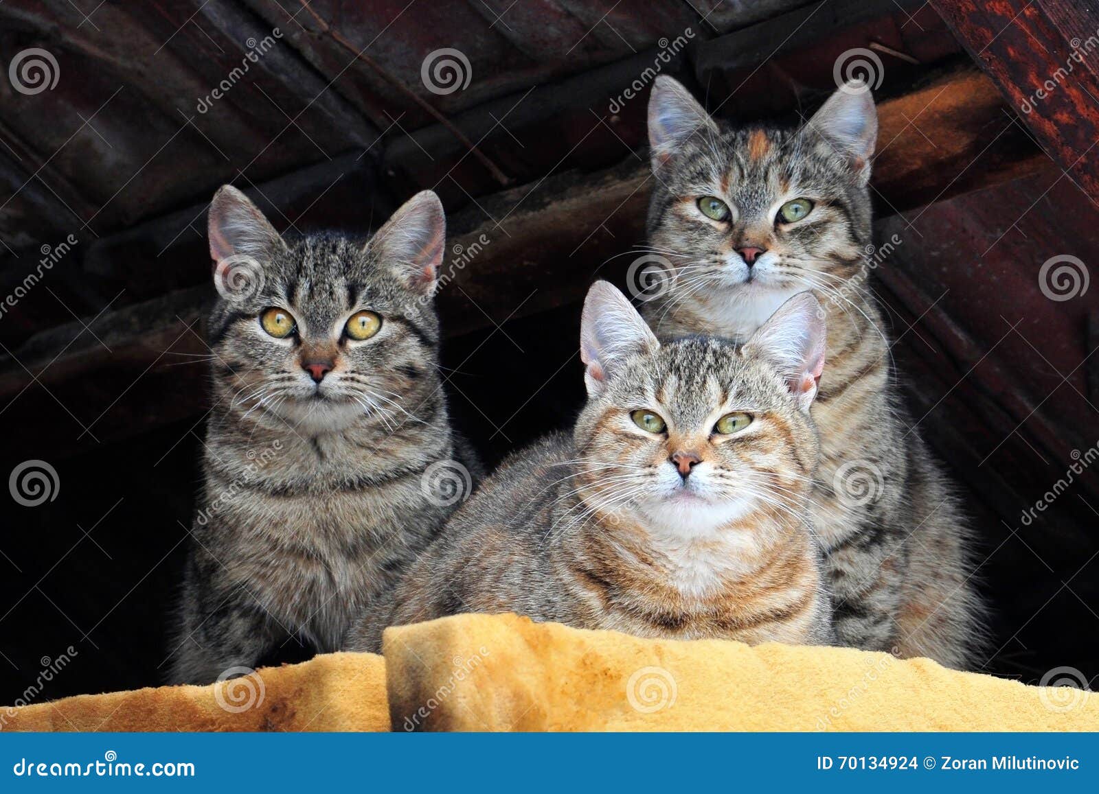 Three cats stock photo. Image of kitten, adorable, outdoor - 70134924