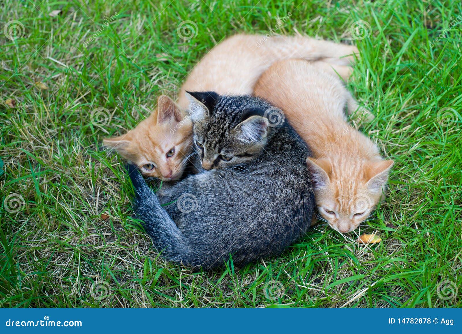 Three cats friends stock photo. Image of fanny, domesticated - 14782878