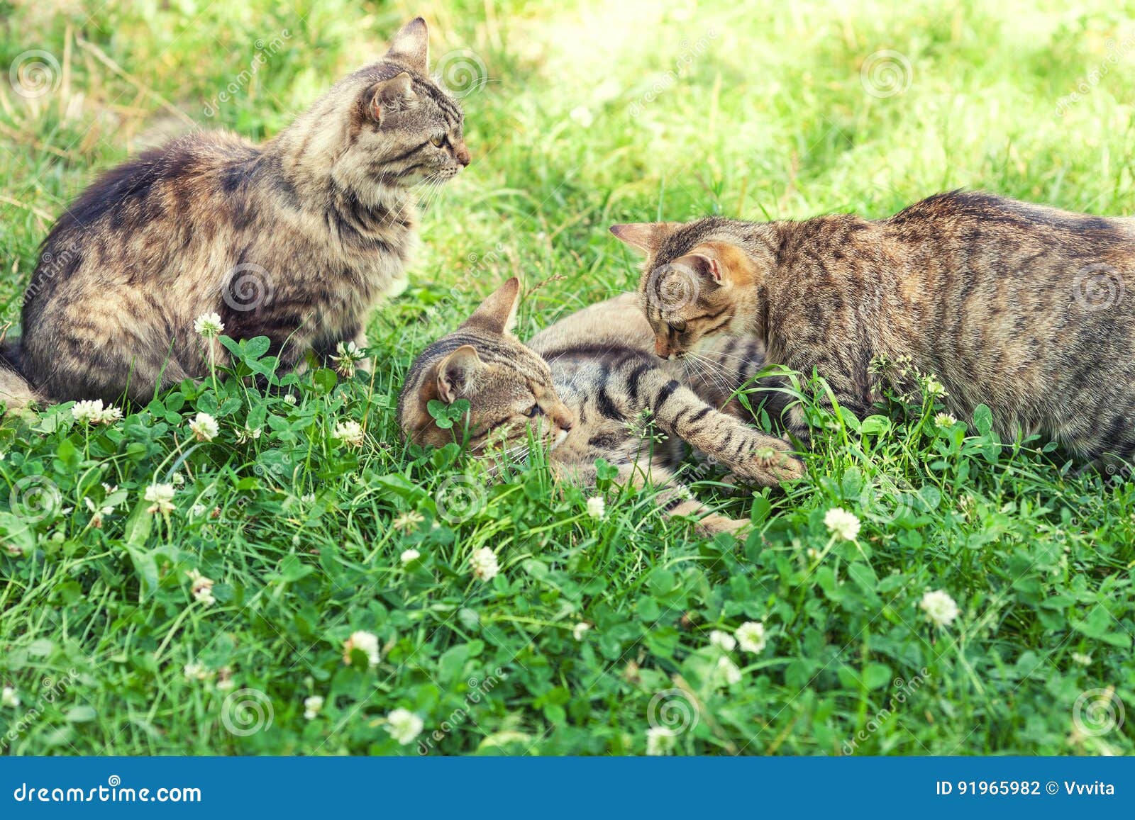 Three cats on the grass stock photo. Image of baby, cats - 91965982