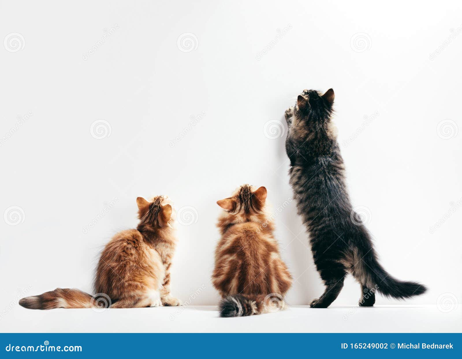 Three Cats Outdoor. Gray Cats Over Green Fence Background. Royalty-Free ...