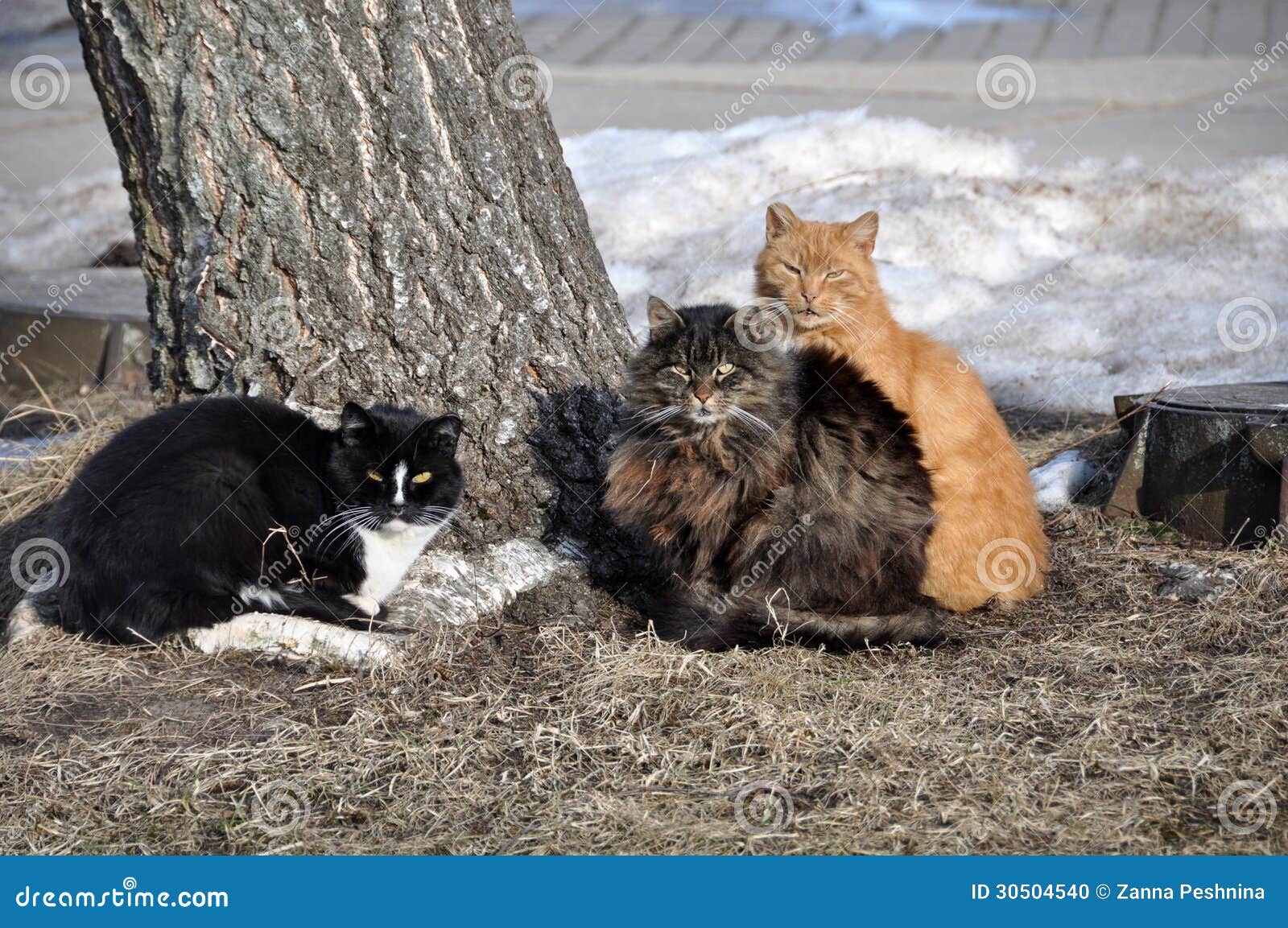 Three cats stock photo. Image of colorful, friend, cold - 30504540