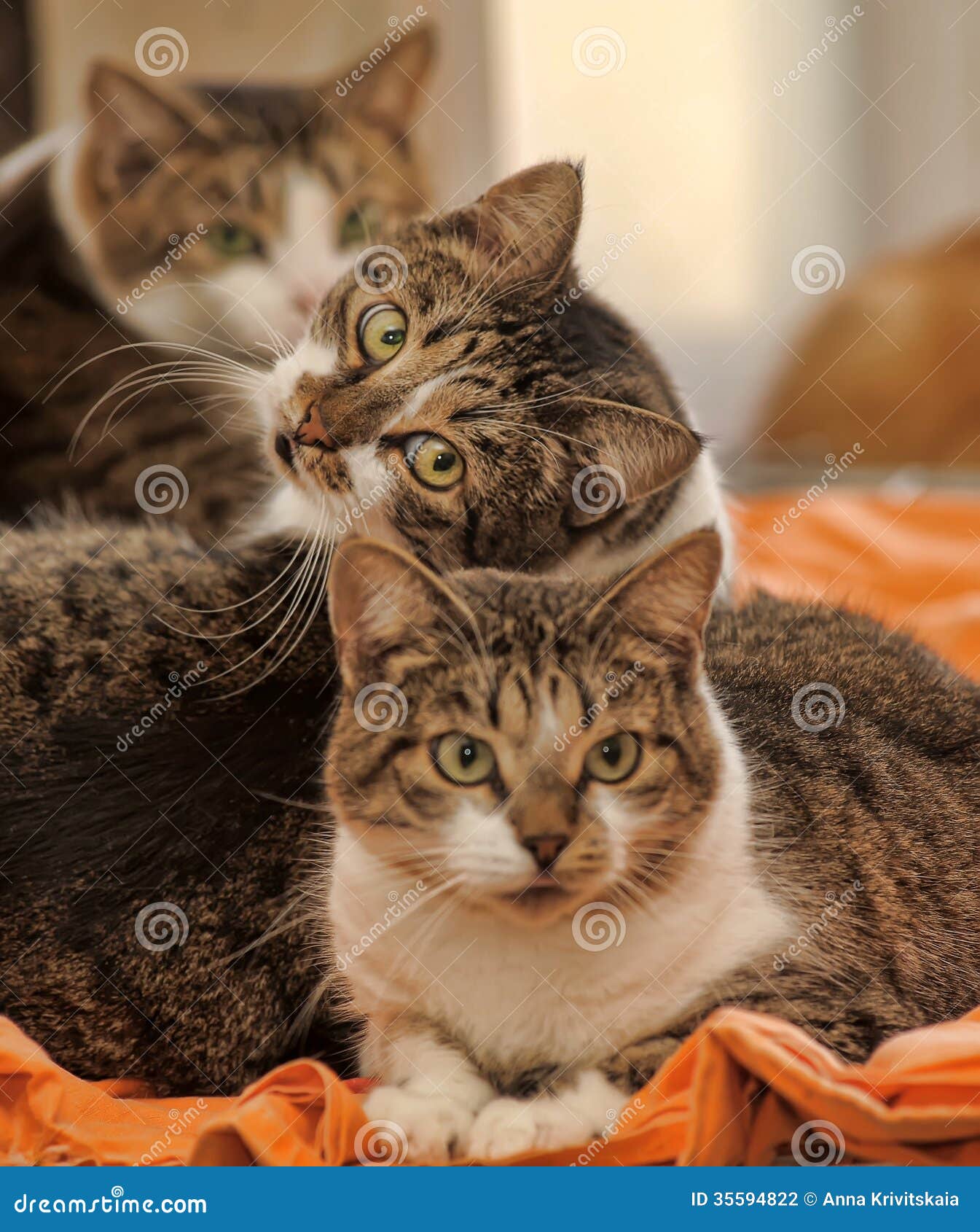 Three cats stock photo. Image of enjoy, grass, abandoned - 35594822