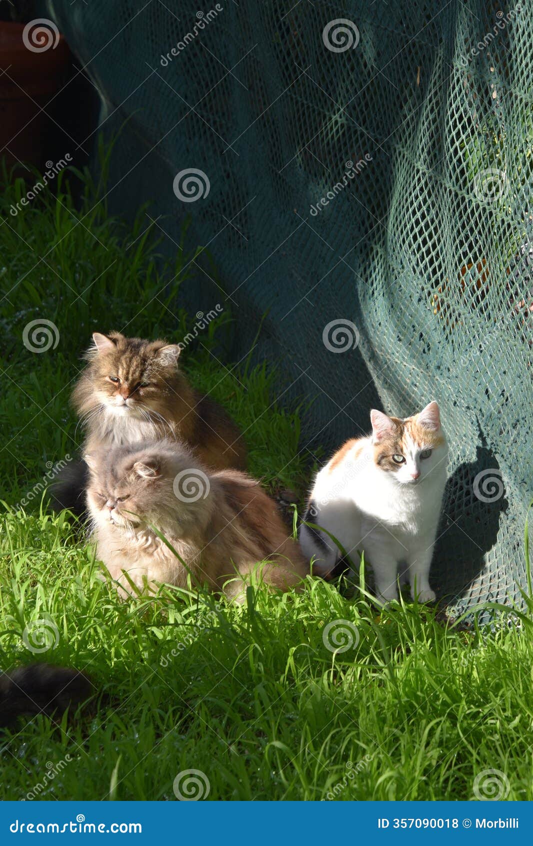 Three Cats Outdoor. Gray Cats Over Green Fence Background. Royalty-Free ...
