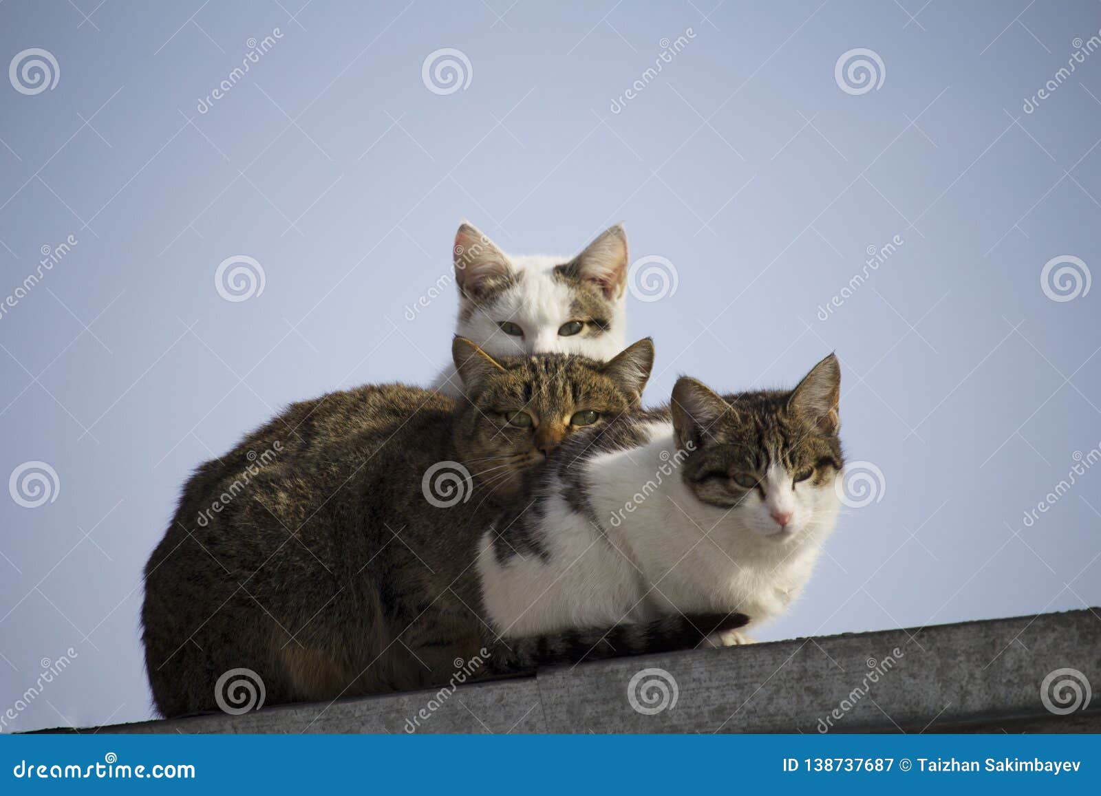 Three Cats Sitting on the Roof and Looking at the Camera Stock Image ...