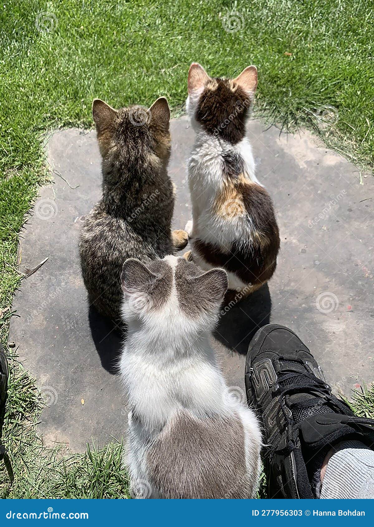 Three Cats are Sitting in the Sun Near the Green Grass Stock Image ...
