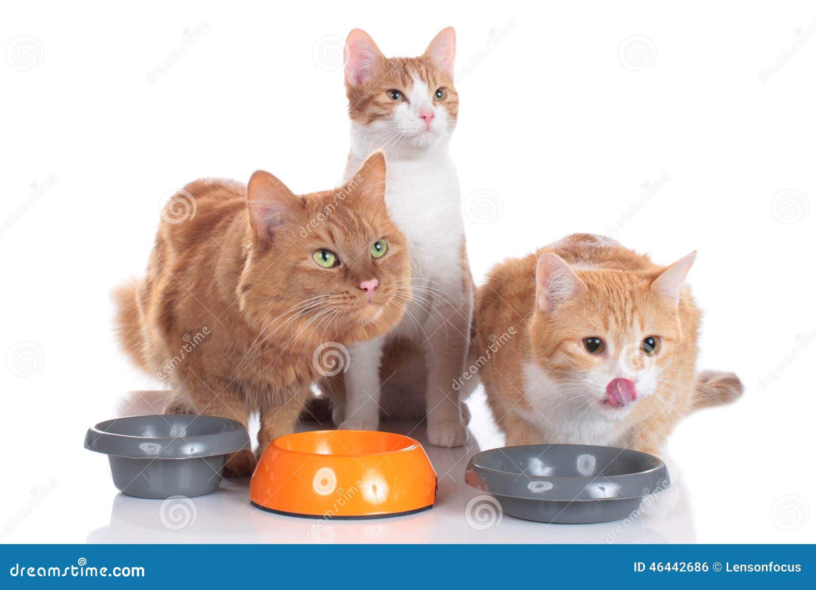 Three Cats Sitting at Their Food Bowls Stock Photo - Image of bowl ...