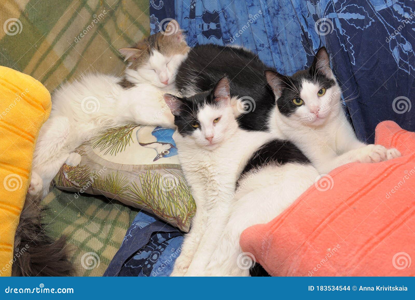 Three cats sleep together stock photo. Image of care - 183534544