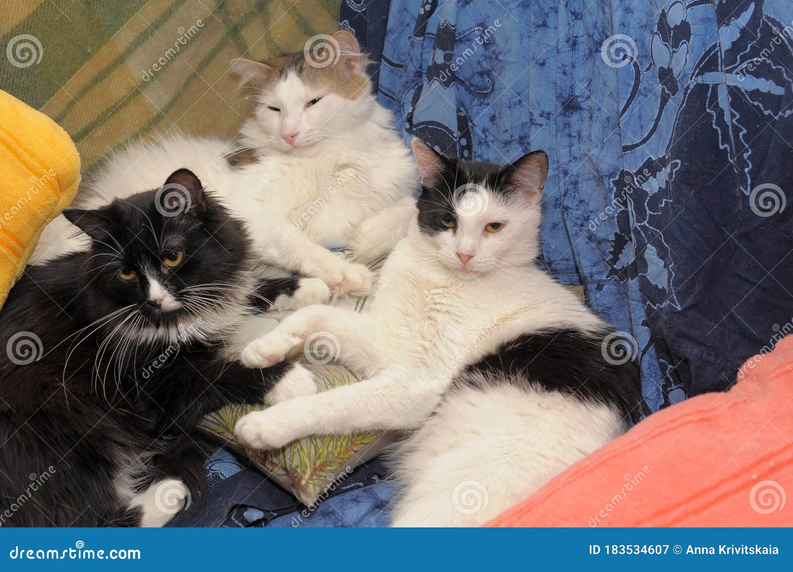 Three cats sleep together stock image. Image of comfort - 183534607