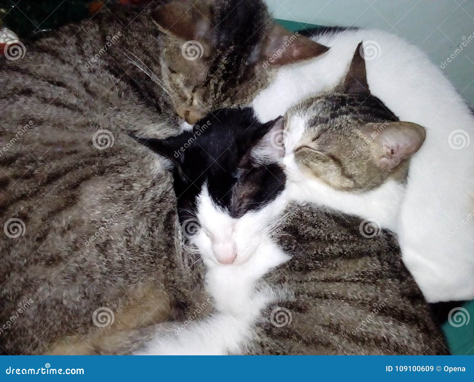 Three Cats Sleeping Together Stock Image - Image of together, cats ...