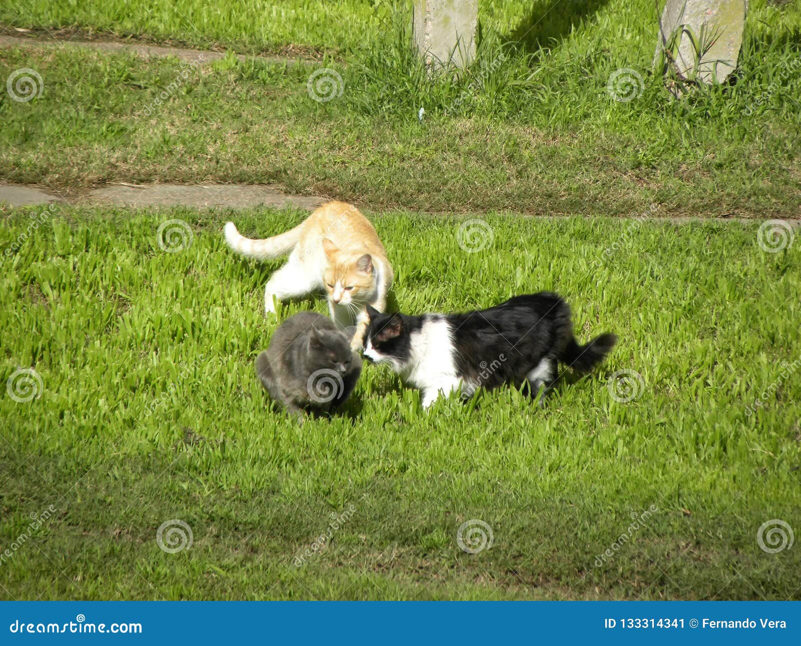 Three Cats Sniffing on the Grass Stock Image - Image of feline, catus ...