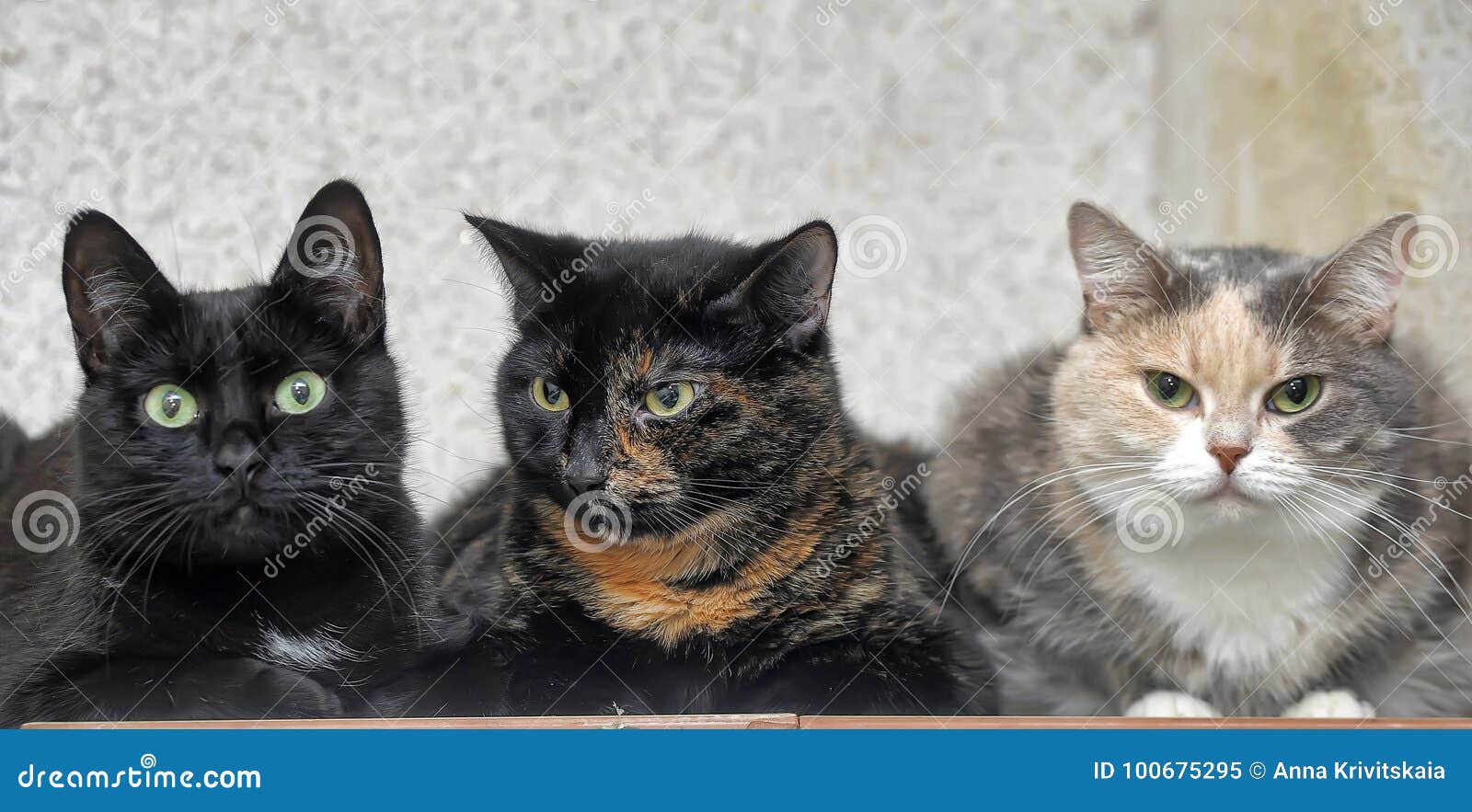Three cats together stock image. Image of downy, loving - 100675295
