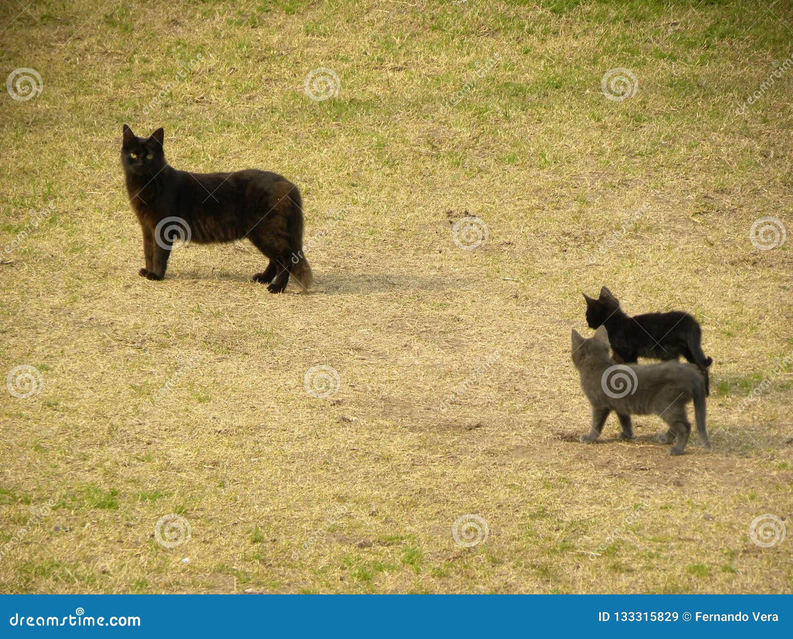 Three Cats Walking on the Grass Stock Image - Image of kitten, kittens ...