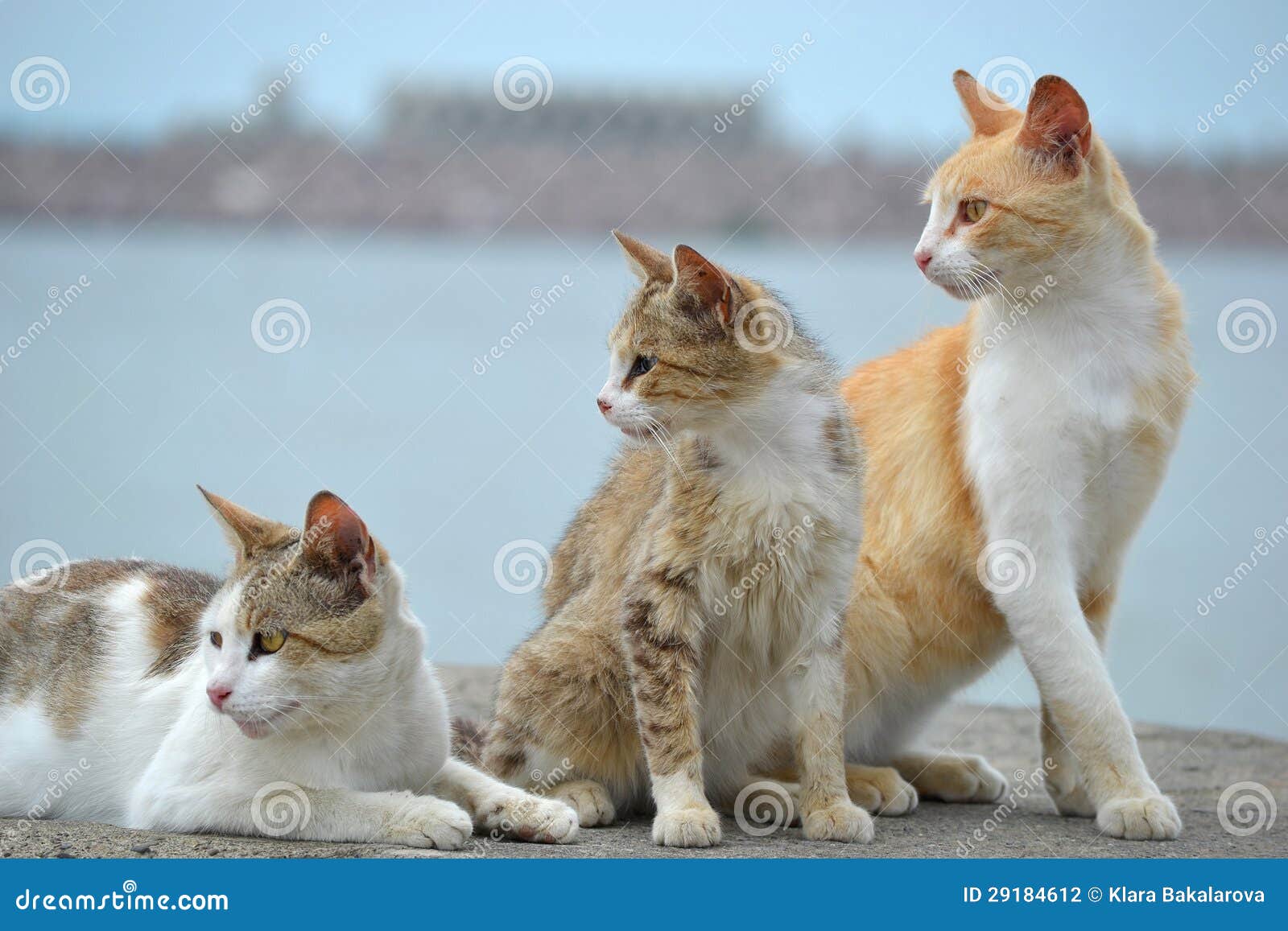 Three cats watching stock photo. Image of breed, kittens - 29184612