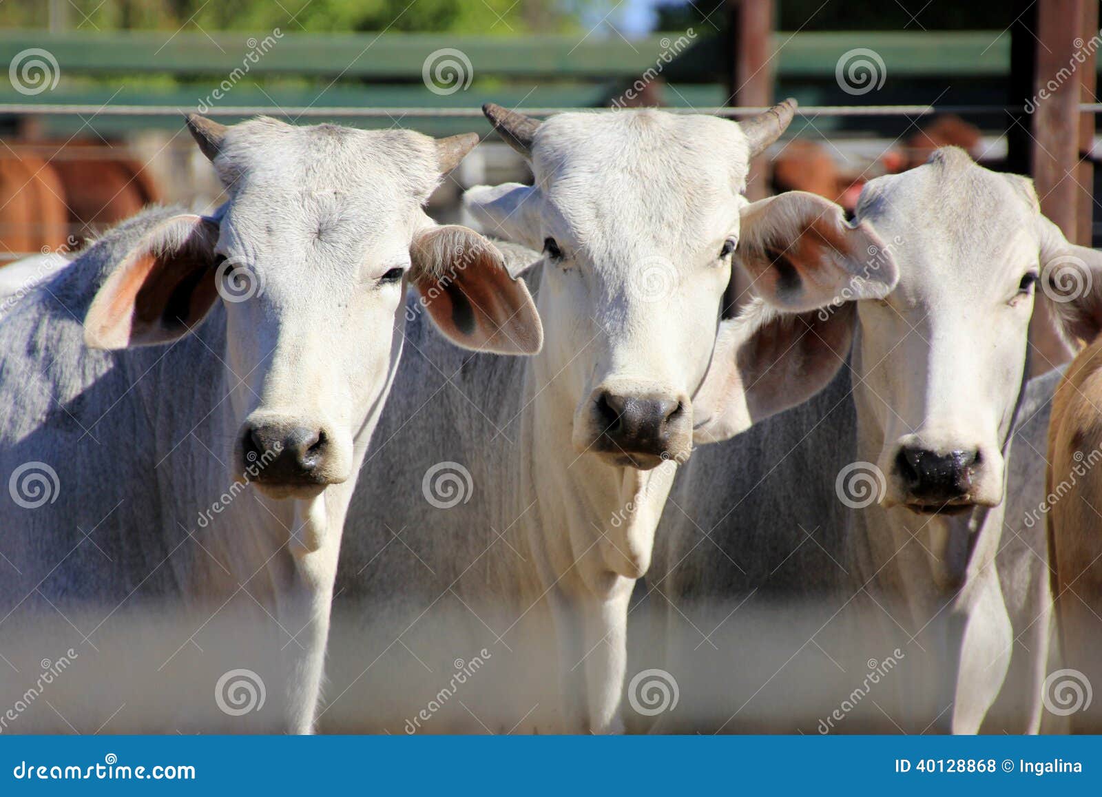 Three cattle 4064 stock photo. Image of country, ranch - 40128868