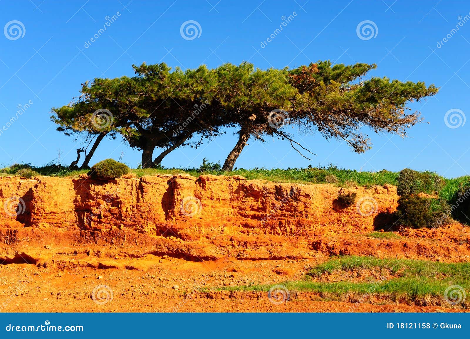 Three Cedar stock photo. Image of erosion, dust, branch - 18121158