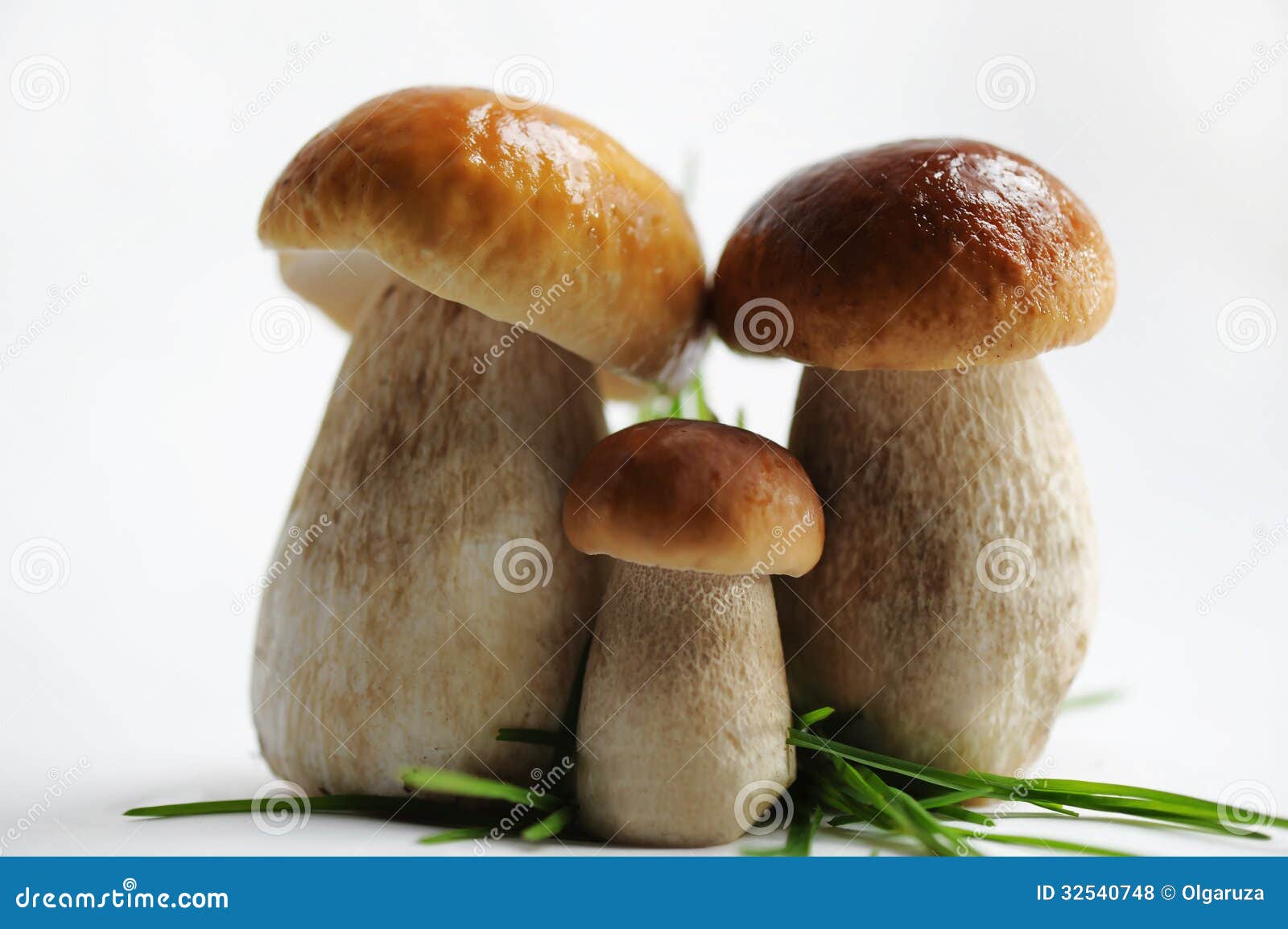 Three Cepes. Family, Portrait. Stock Photo - Image of portrait, family ...