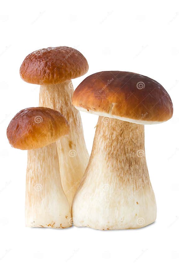 Three Ceps, Boletus, Isolated Stock Photo - Image of group, three: 15993676