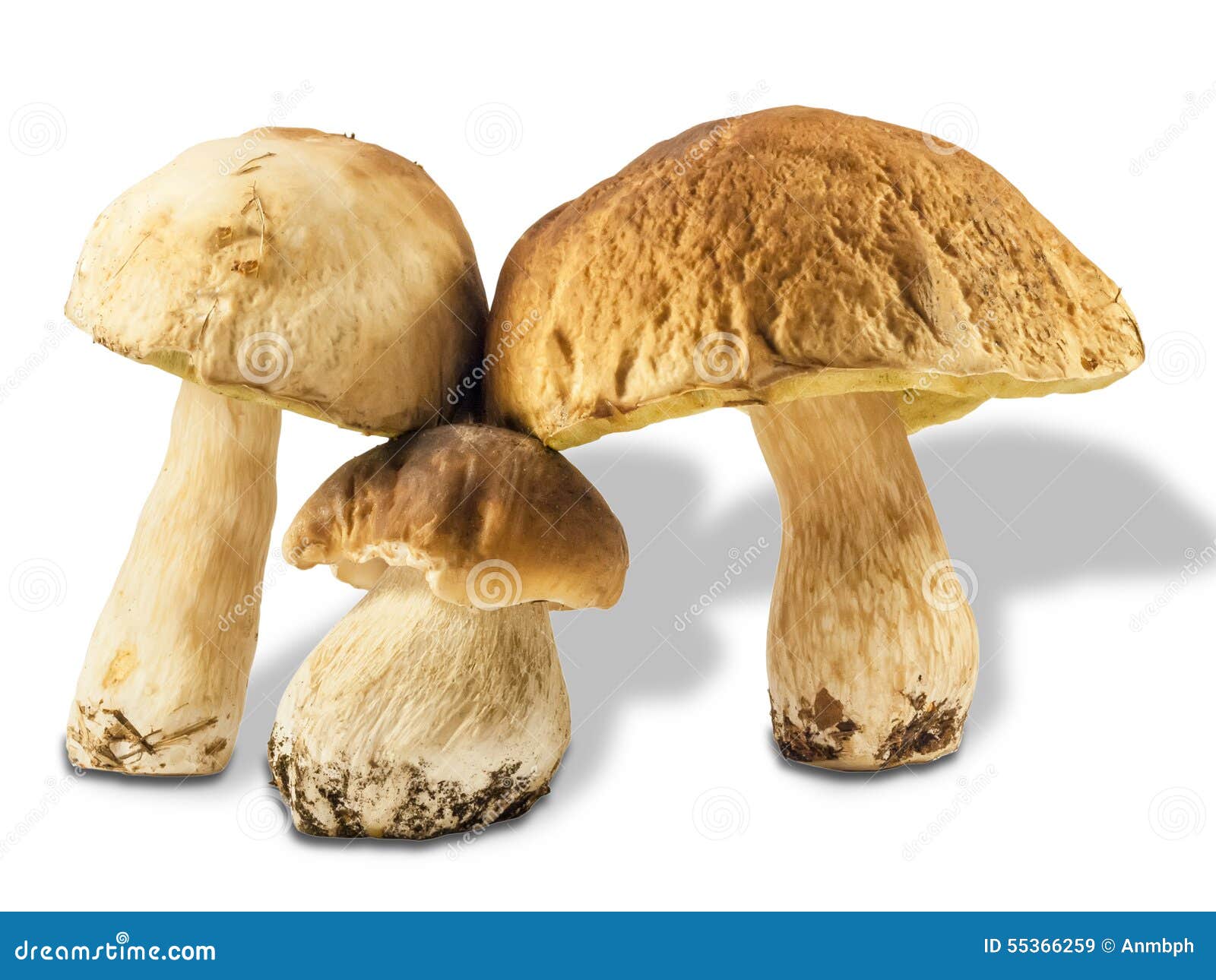 Three ceps stock image. Image of natural, nature, healthy - 55366259