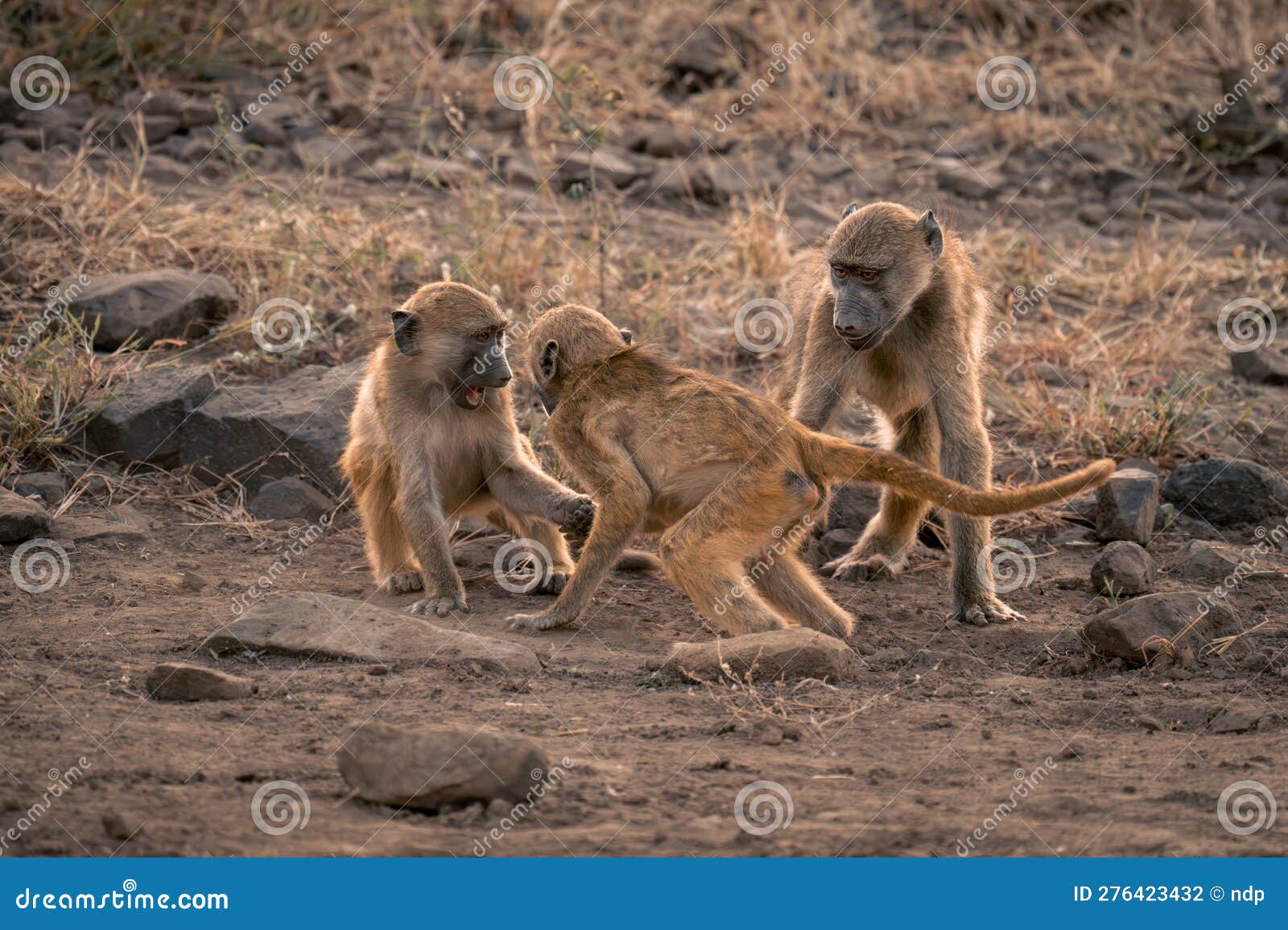 Three Chacma Baboons Play among Dusty Rocks Stock Photo - Image of ...