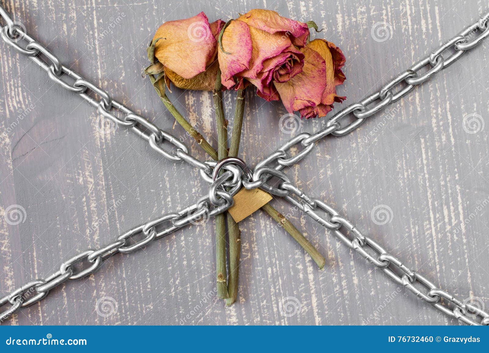 Three chained roses stock photo. Image of valentine, delicate - 76732460