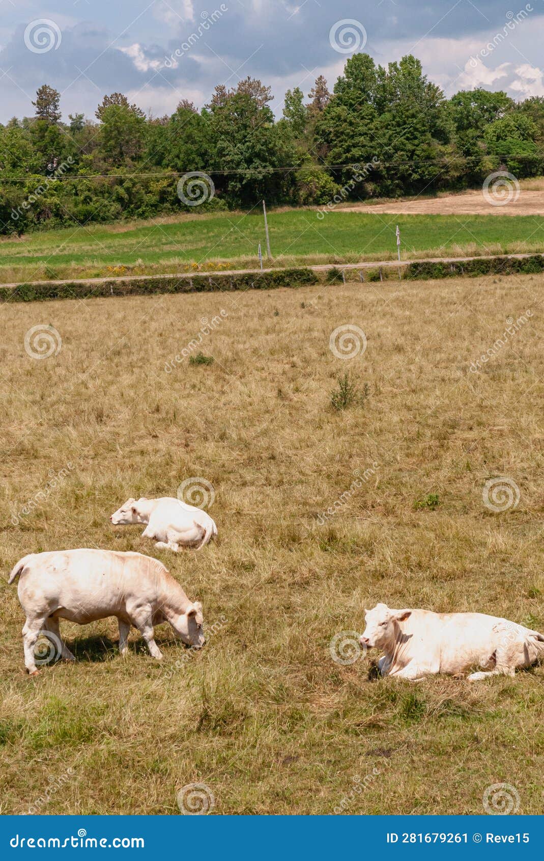 Three Charolais Cows, Grazing in Hay Field Stock Image - Image of ...