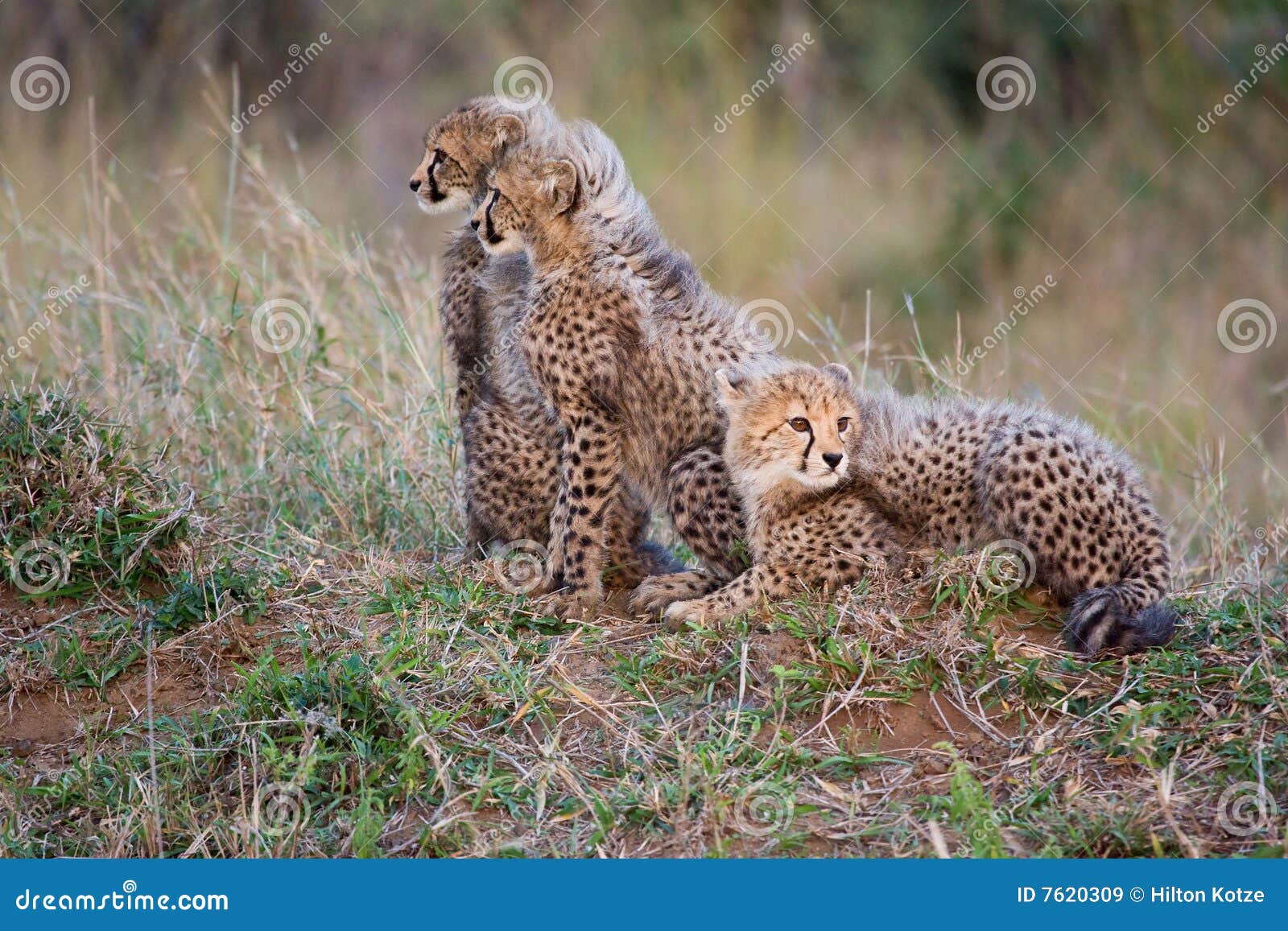 Three cheetah cubs stock image. Image of survive, carnivorous - 7620309