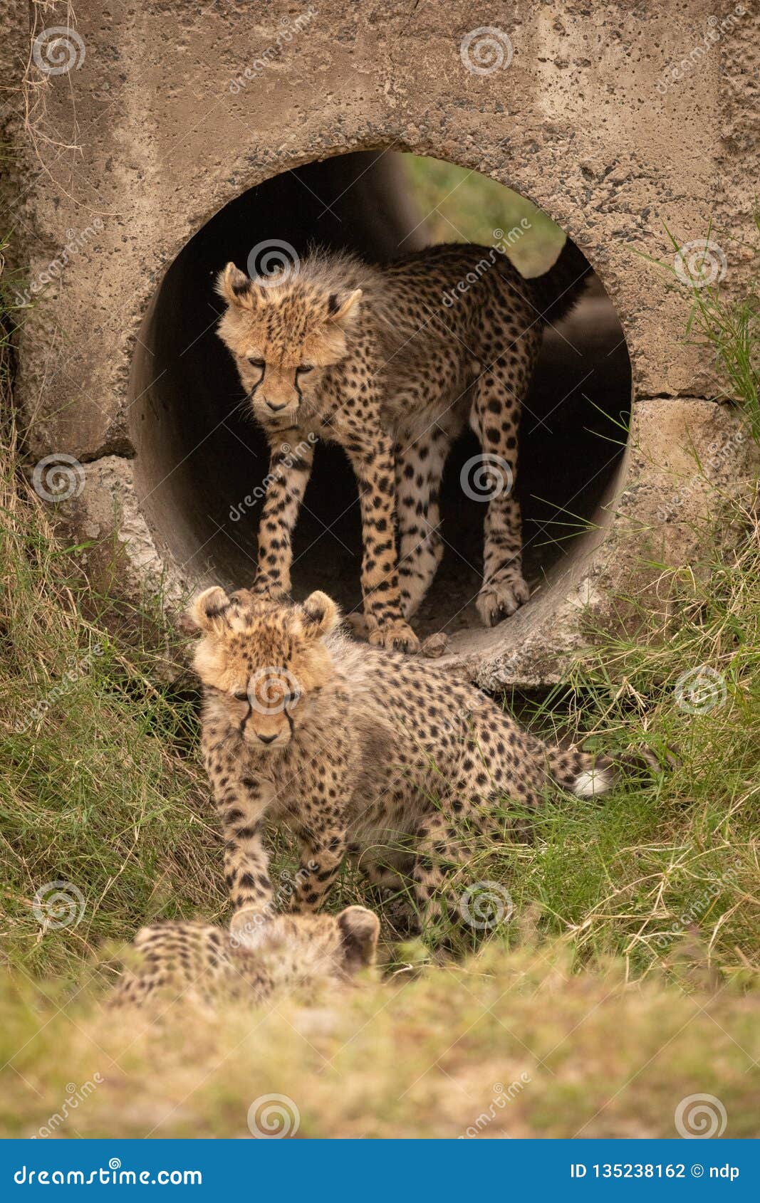 Three Cheetah Cubs in and Around Pipe Stock Photo - Image of vulnerable ...