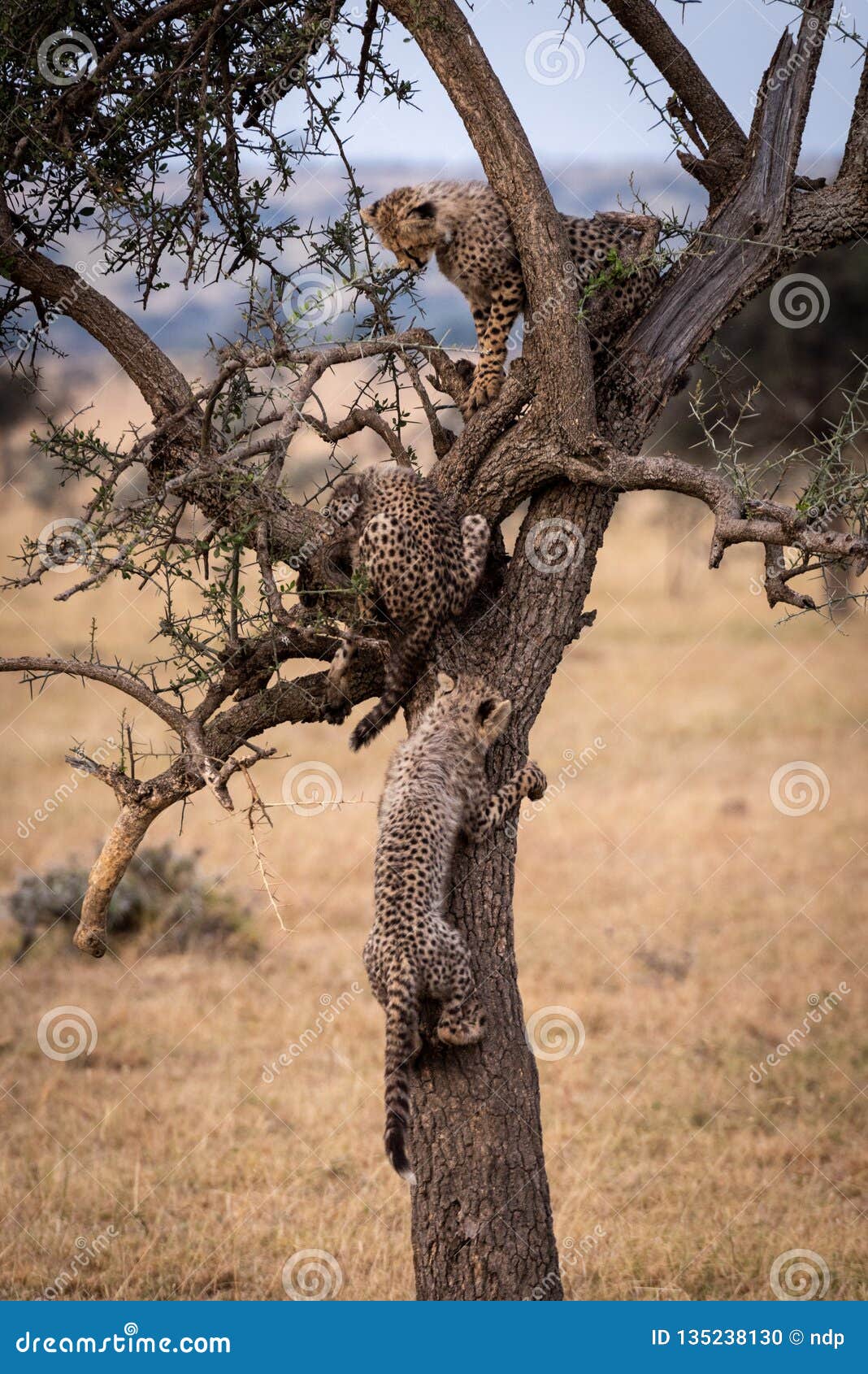 Three Cheetah Cubs Climbing Tree in Grassland Stock Photo - Image of ...