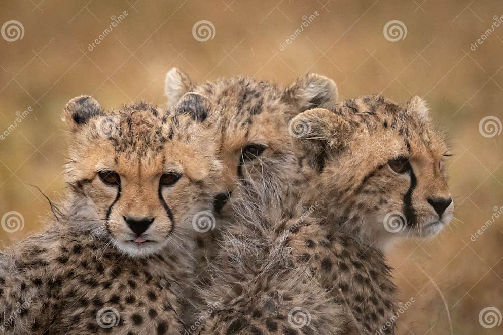 Three Cheetah Cubs Huddle Together in Rain Stock Photo - Image of ...