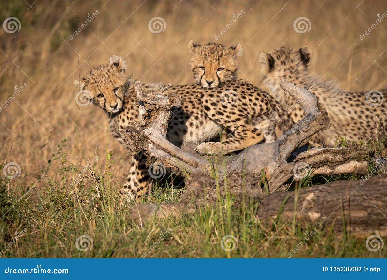 Three Cheetah Cubs on Log in Grass Stock Photo - Image of animal ...