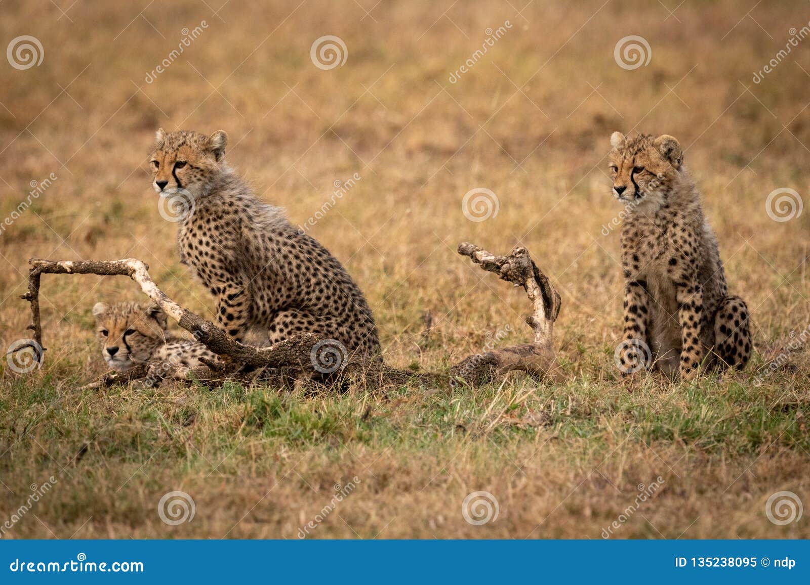 Three Cheetah Cubs Look Left by Branch Stock Image - Image of carnivore ...