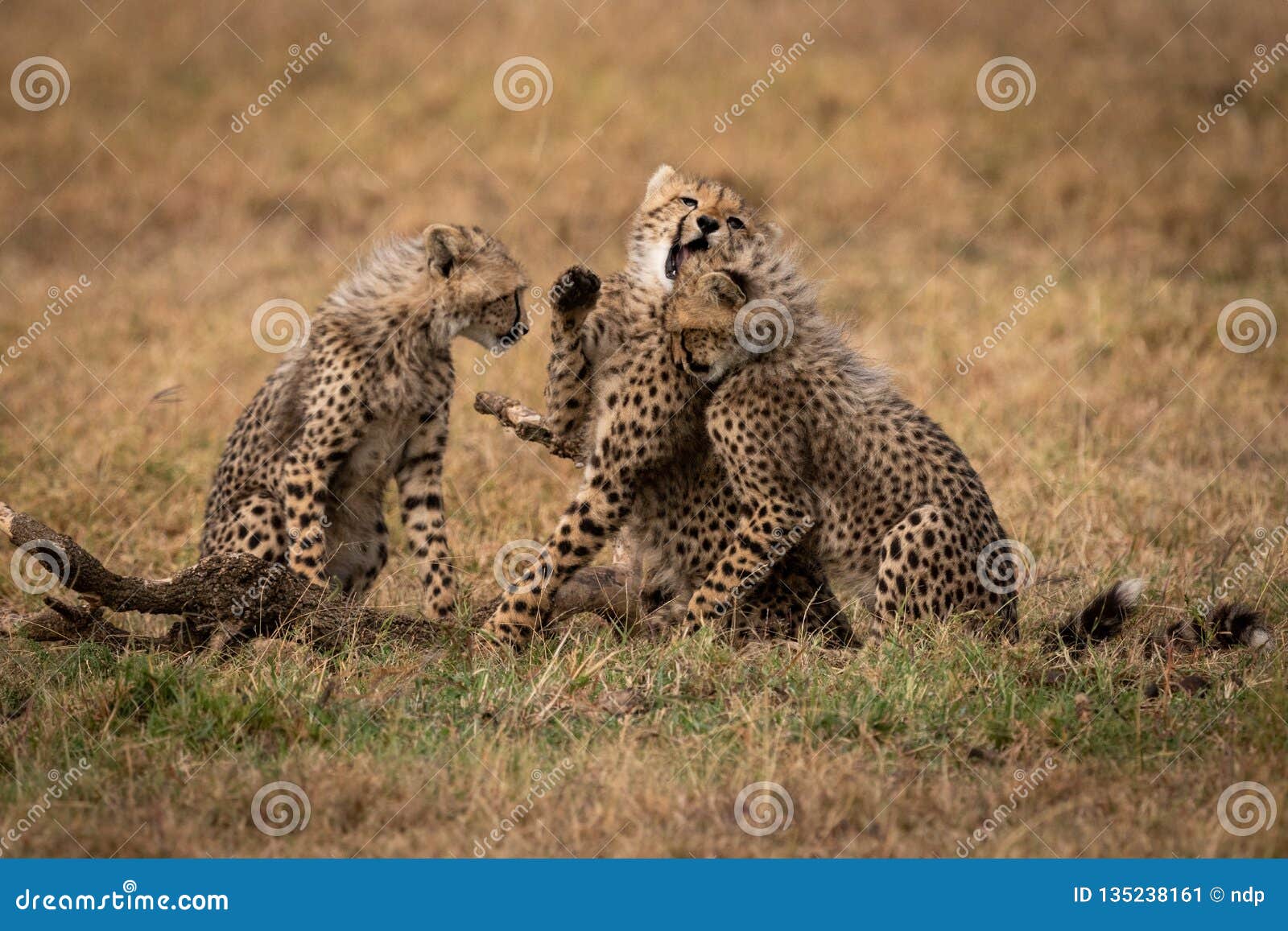 Three Cheetah Cubs Play Fighting on Grass Stock Image - Image of ...