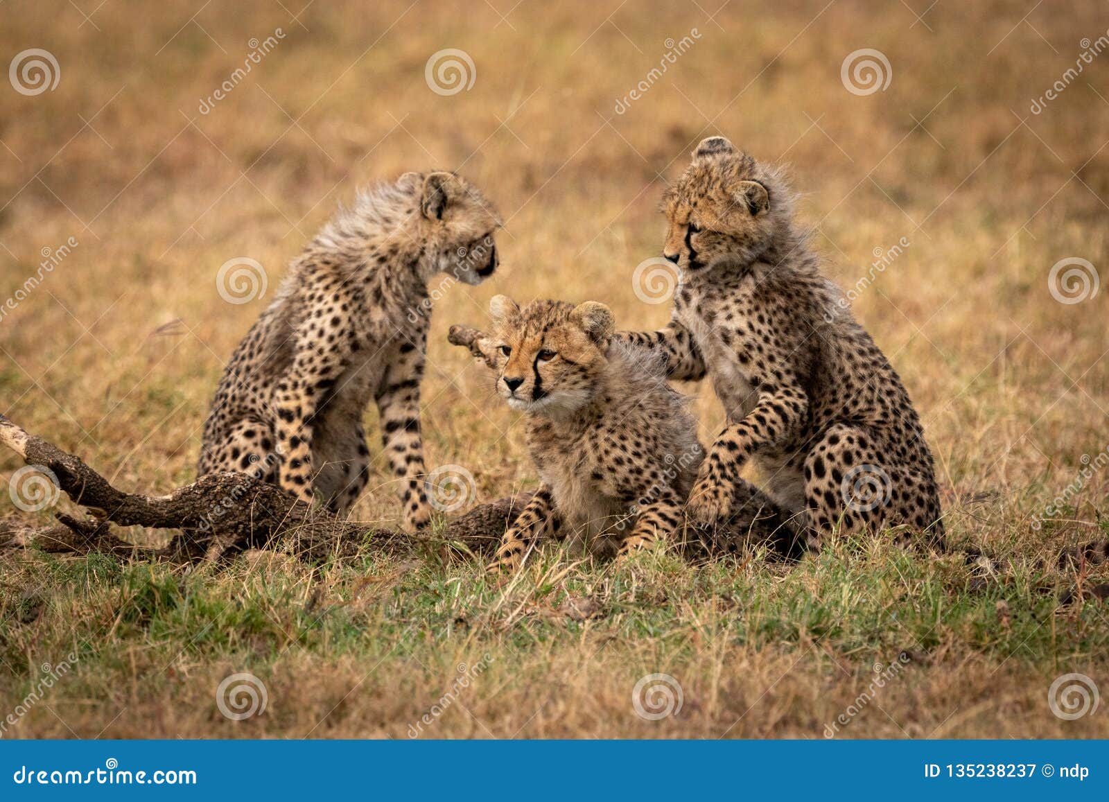 Three Cheetah Cubs Play Fighting in Grass Stock Image - Image of ...
