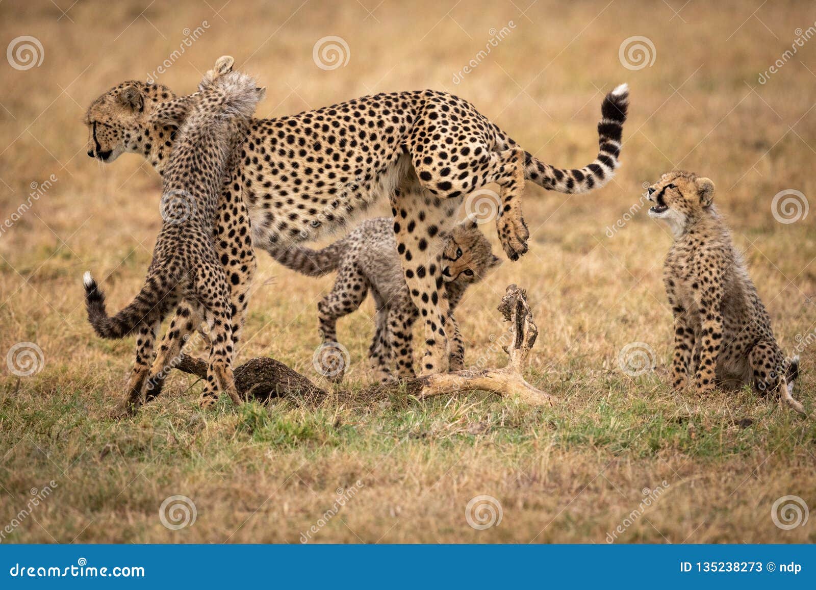 Three Cheetah Cubs Play Fighting with Mother Stock Image - Image of ...